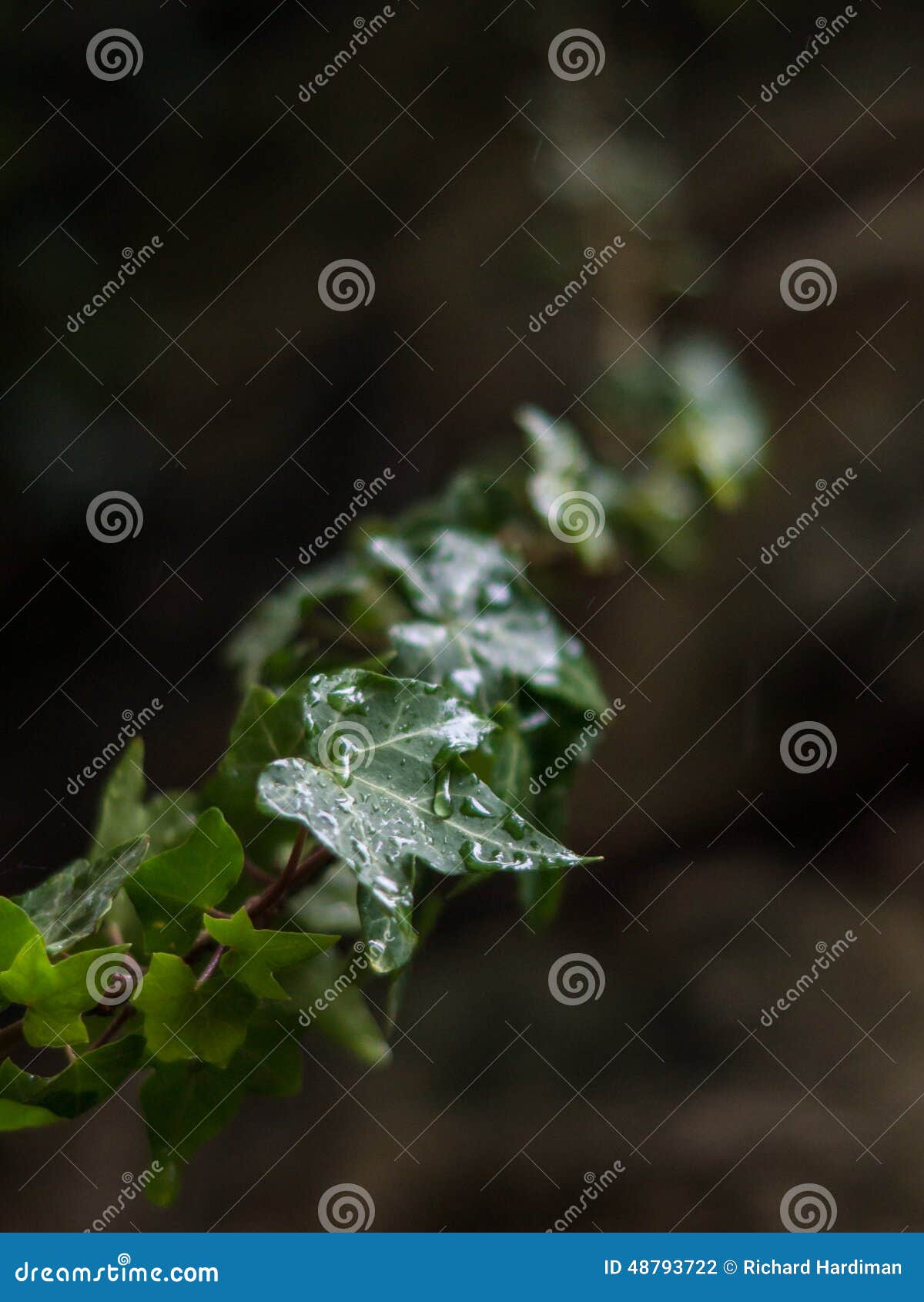 Ivy stock photo. Image of garden, grow, nature, rain - 48793722