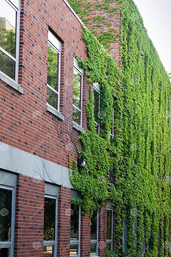 Ivy on a Red Brick Building Stock Photo - Image of ontario, creeping ...