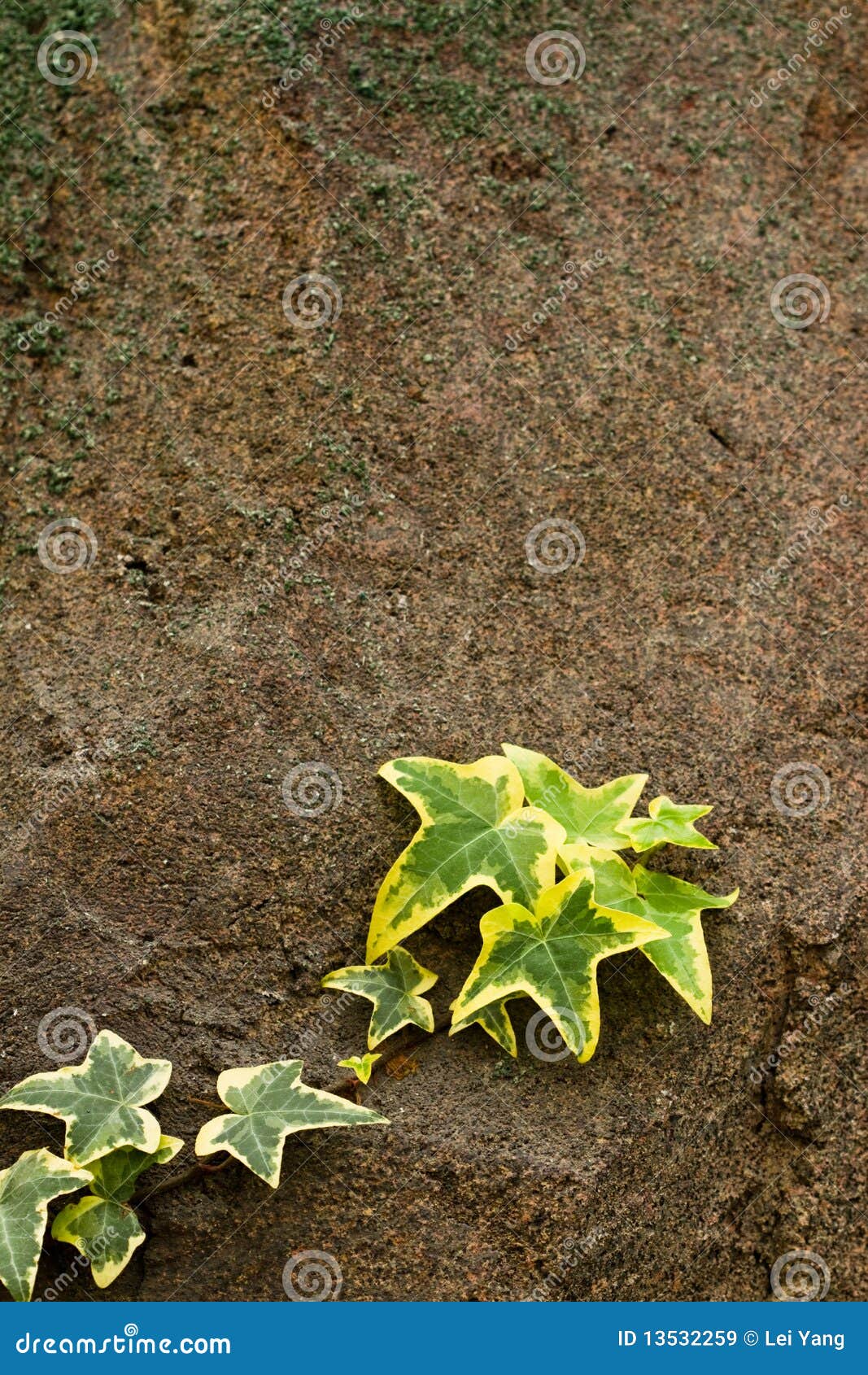 Ivy on a rock stock image. Image of strong, leaf, creeper - 13532259
