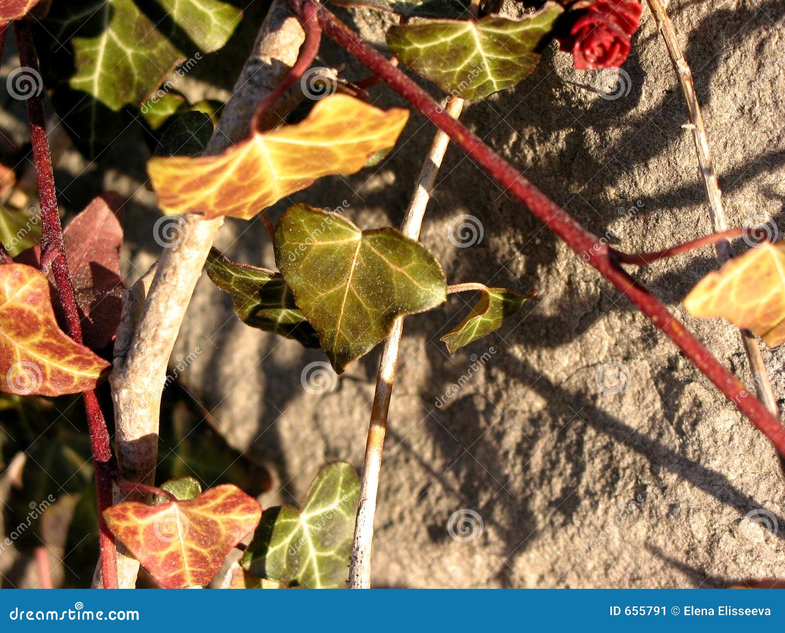 Ivy and rock stock image. Image of leaf, surface, botany - 655791