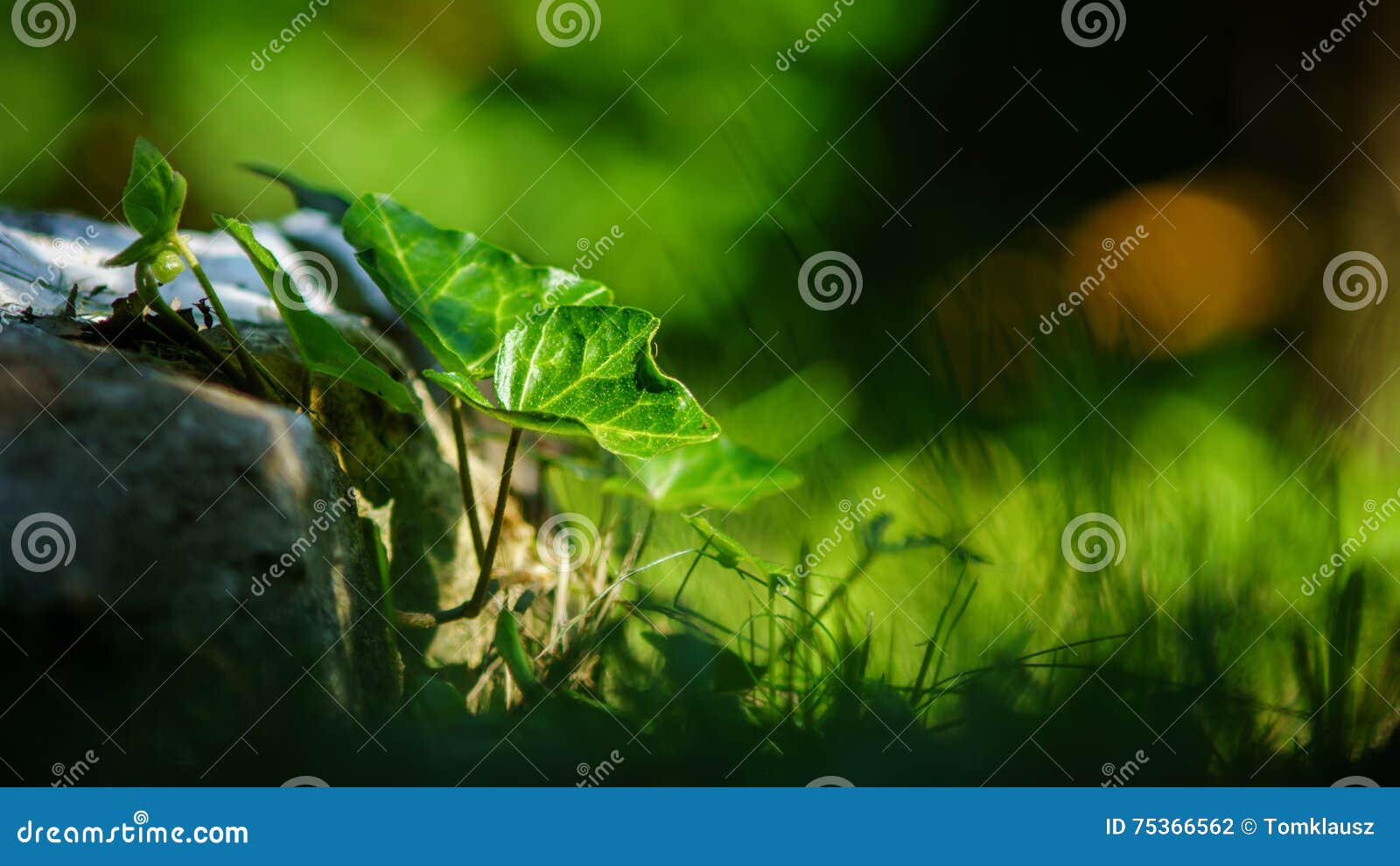 Ivy on the Rock in the Light Stock Photo - Image of wild, green: 75366562