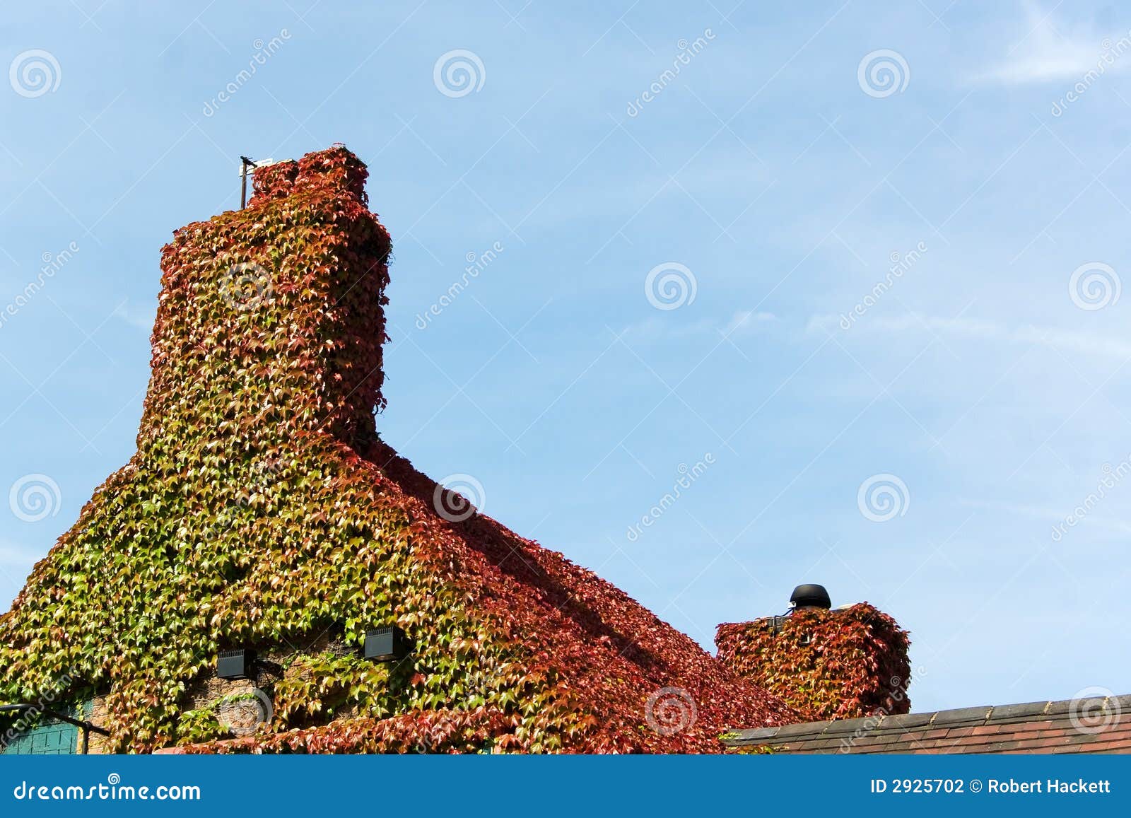 Ivy roof stock photo. Image of roof, covered, clinging - 2925702