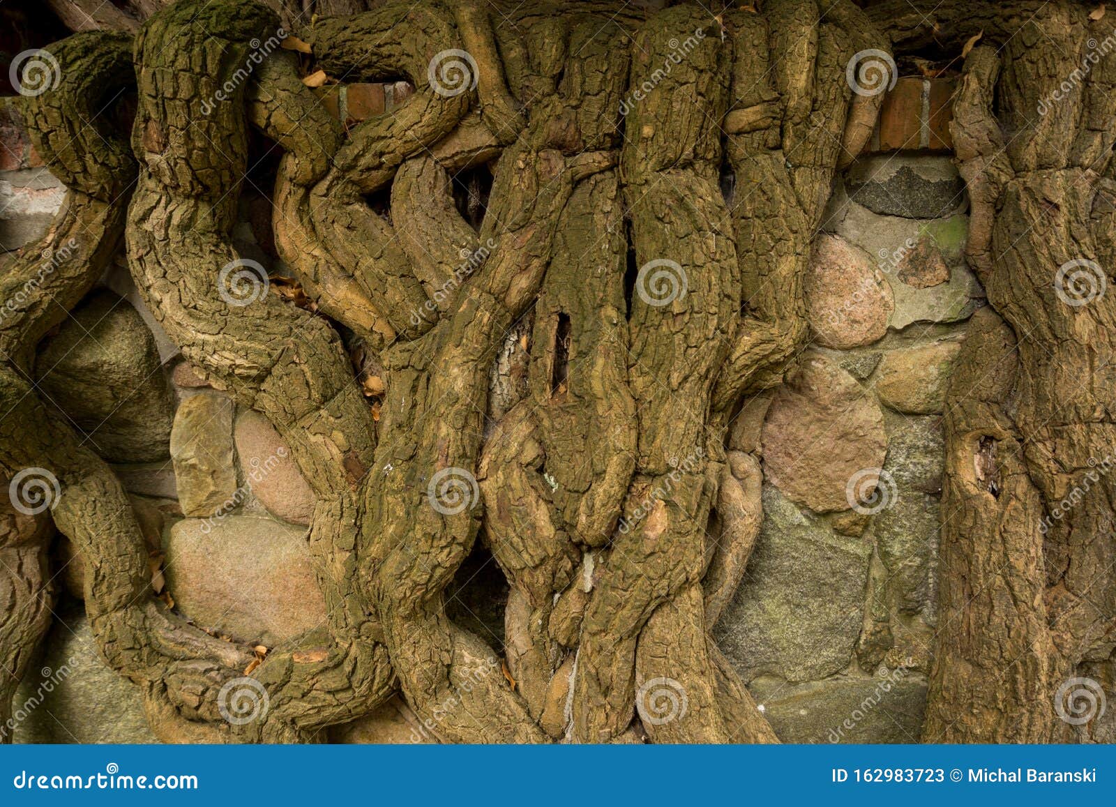 Ivy roots on a wall stock image. Image of wood, background - 162983723