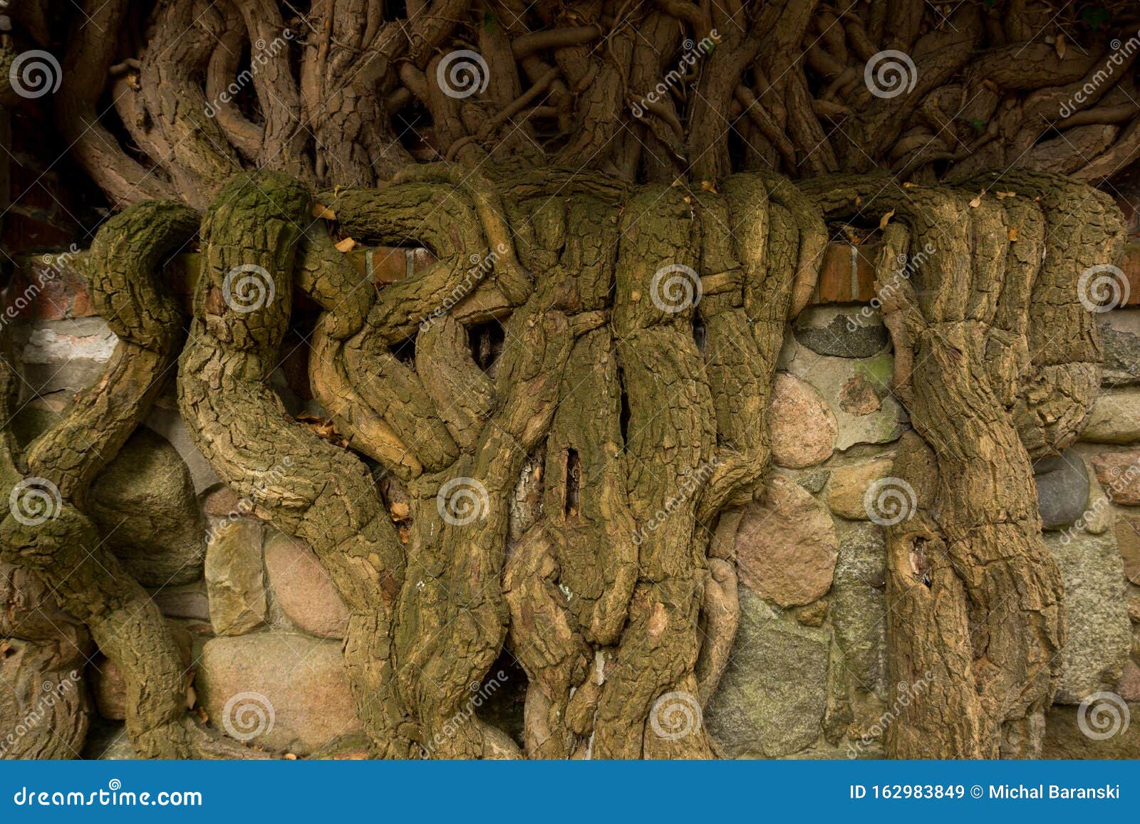 Ivy roots on a wall stock image. Image of roots, abstract - 162983849