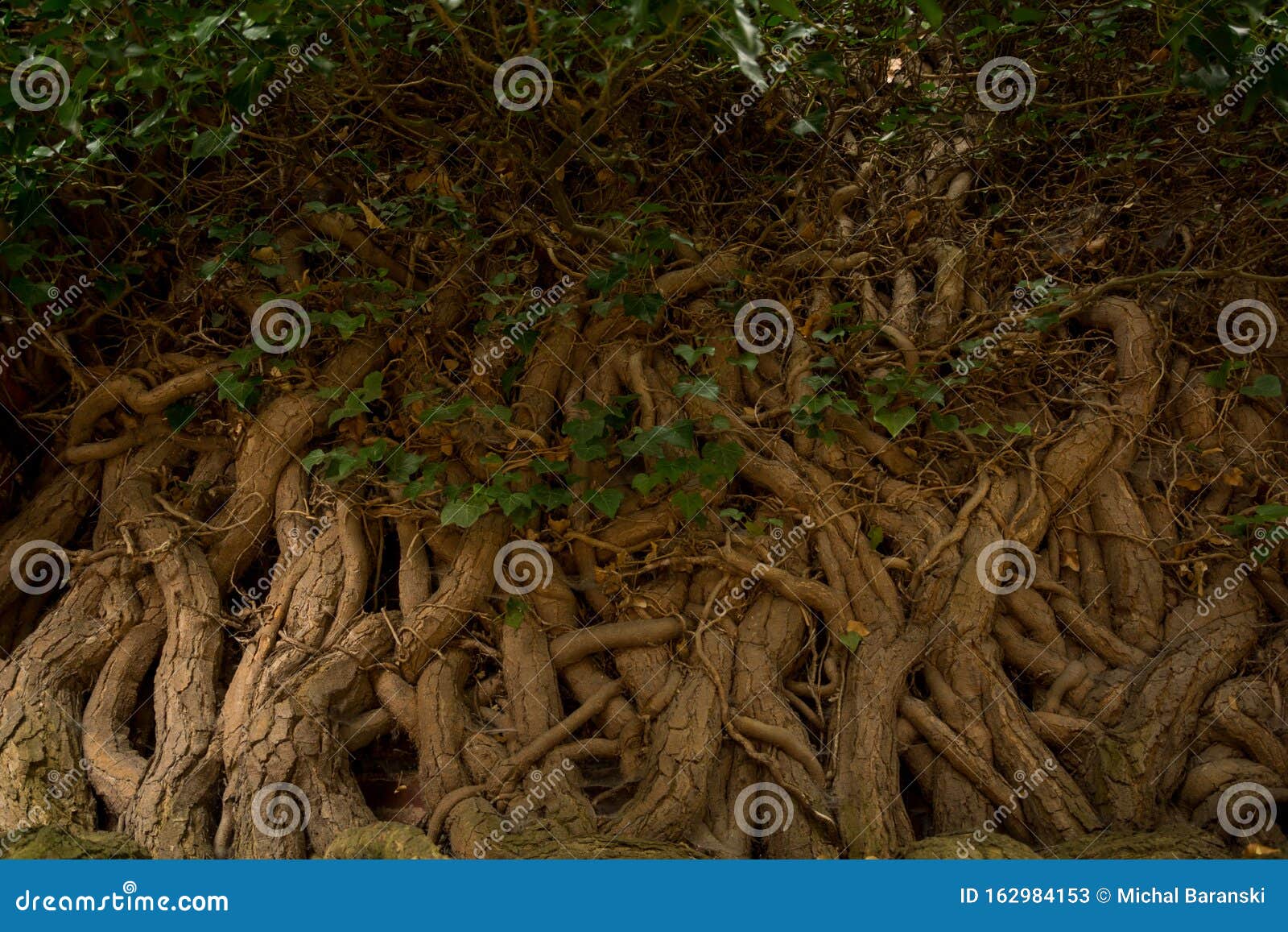 Ivy roots on a wall stock image. Image of green, texture - 162984153