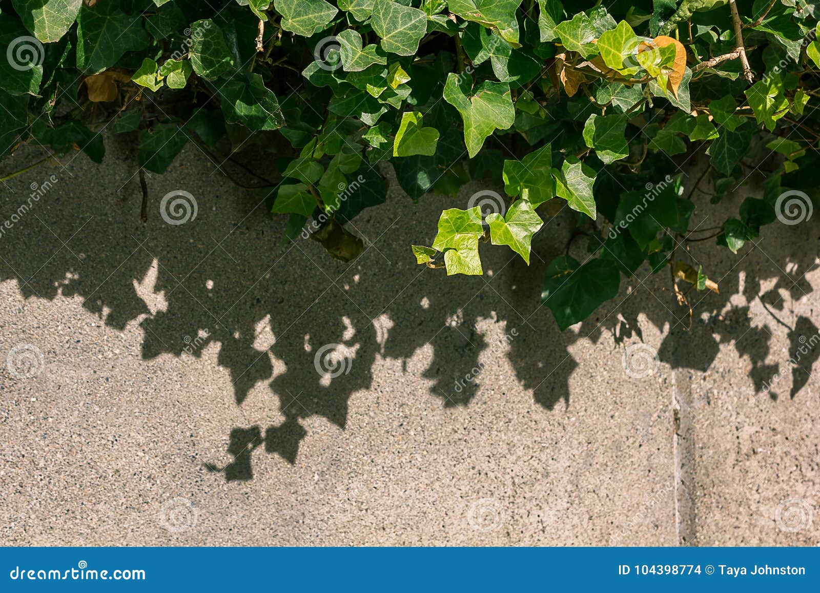 Ivy shadows on the wall stock photo. Image of concrete - 104398774