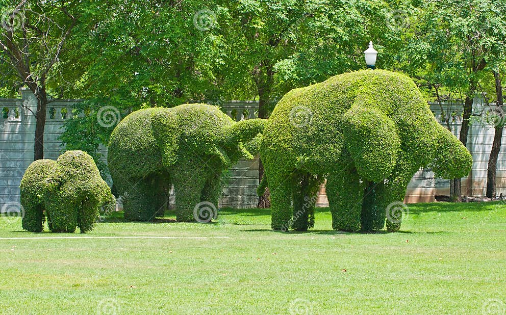 Ivy in the Shape of Elephants Stock Image - Image of asia, creeper ...