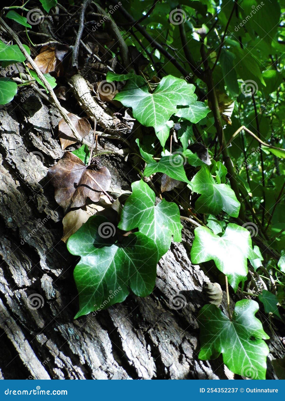 Ivy on Slanted Tree stock image. Image of trees, nature - 254352237