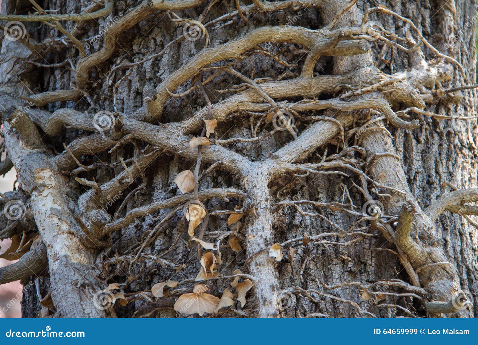 Ivy stock image. Image of vine, tree, plant, fresh, tight - 64659999