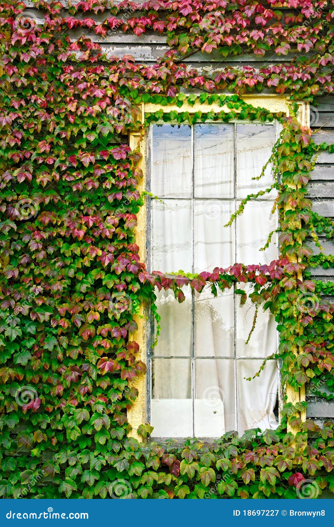Ivy Surrounding Window stock image. Image of building - 18697227