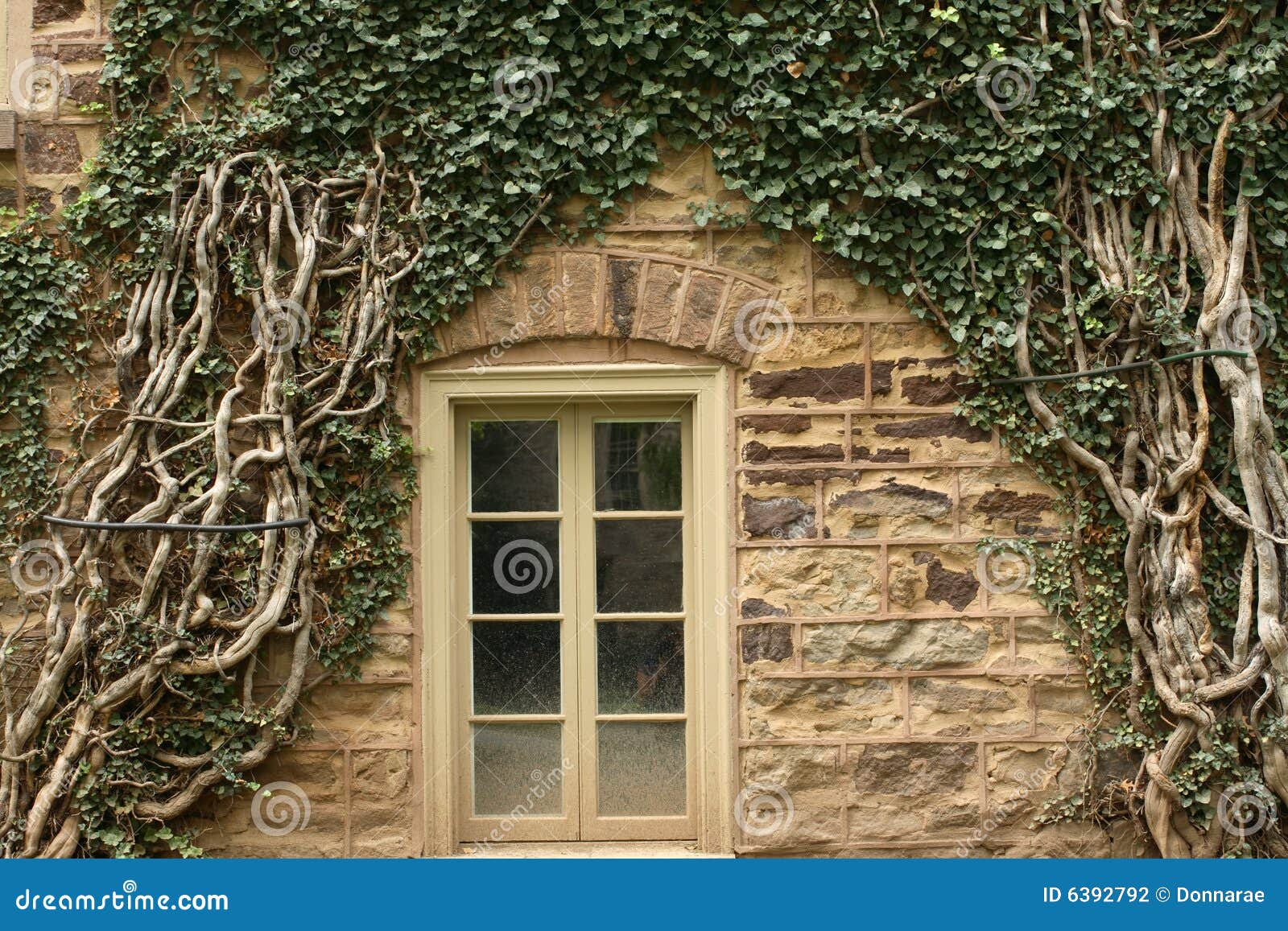 Ivy surrounding window. stock photo. Image of icon, outdoors - 6392792