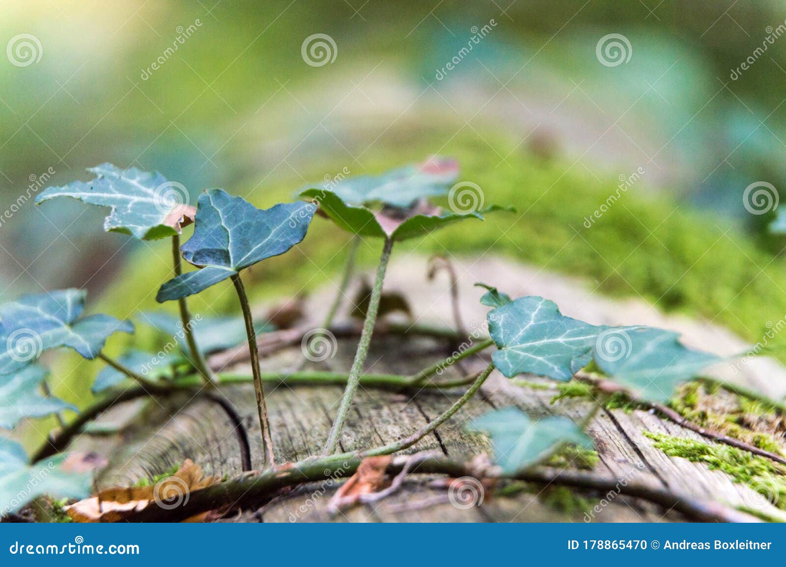 Ivy Tendril on Old Wood Hedera Helix Stock Photo - Image of plant ...