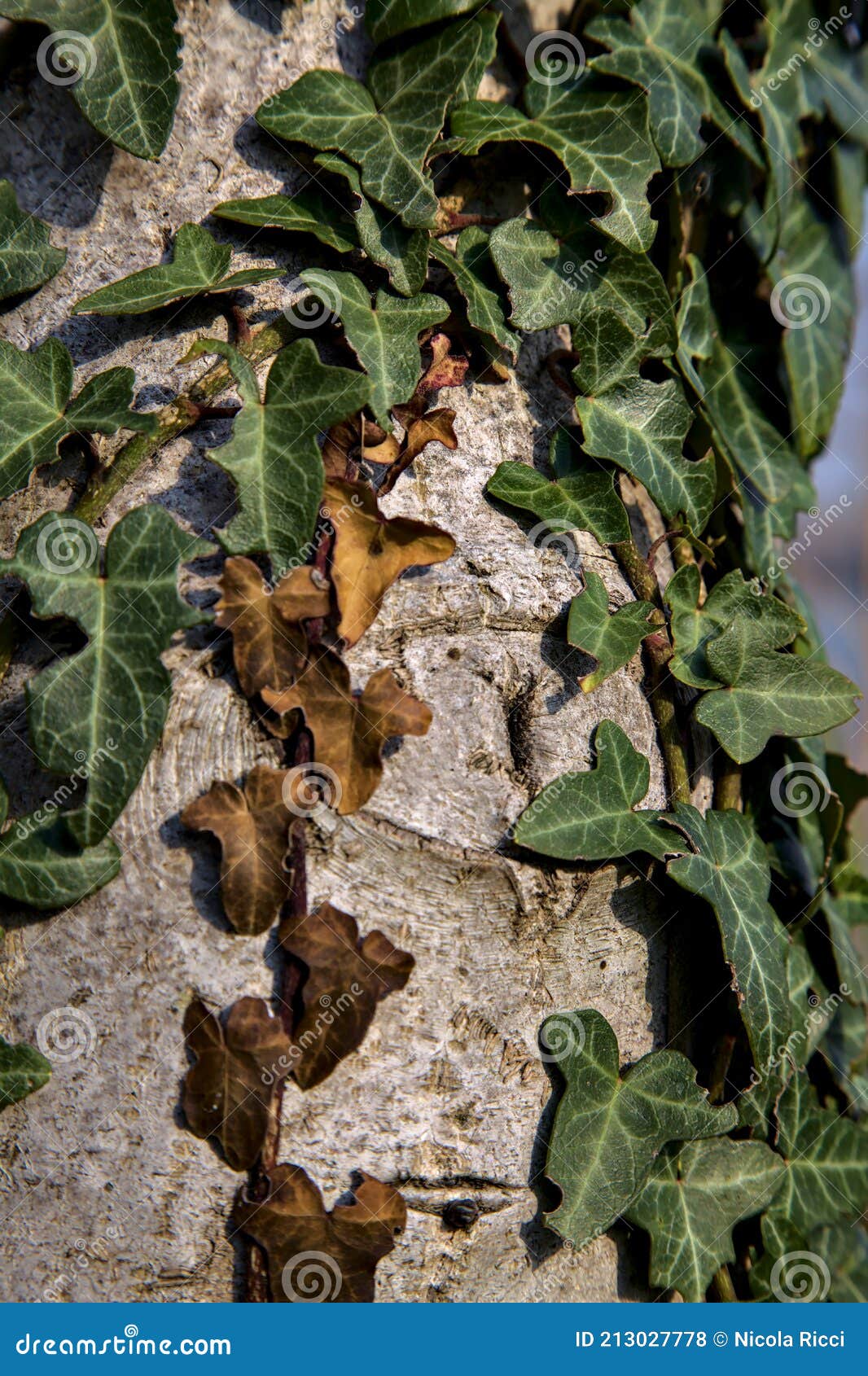 Ivy Tendrils Growing on a Birch Trunk Stock Photo - Image of closeup ...