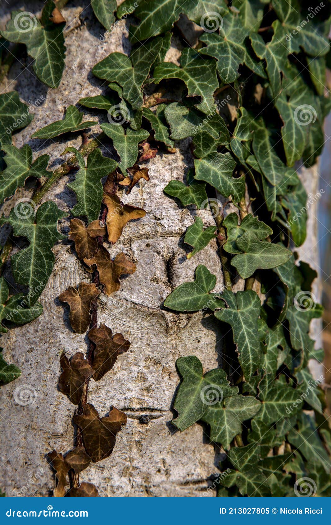Ivy Tendrils Growing on a Birch Trunk Stock Image - Image of footpath ...