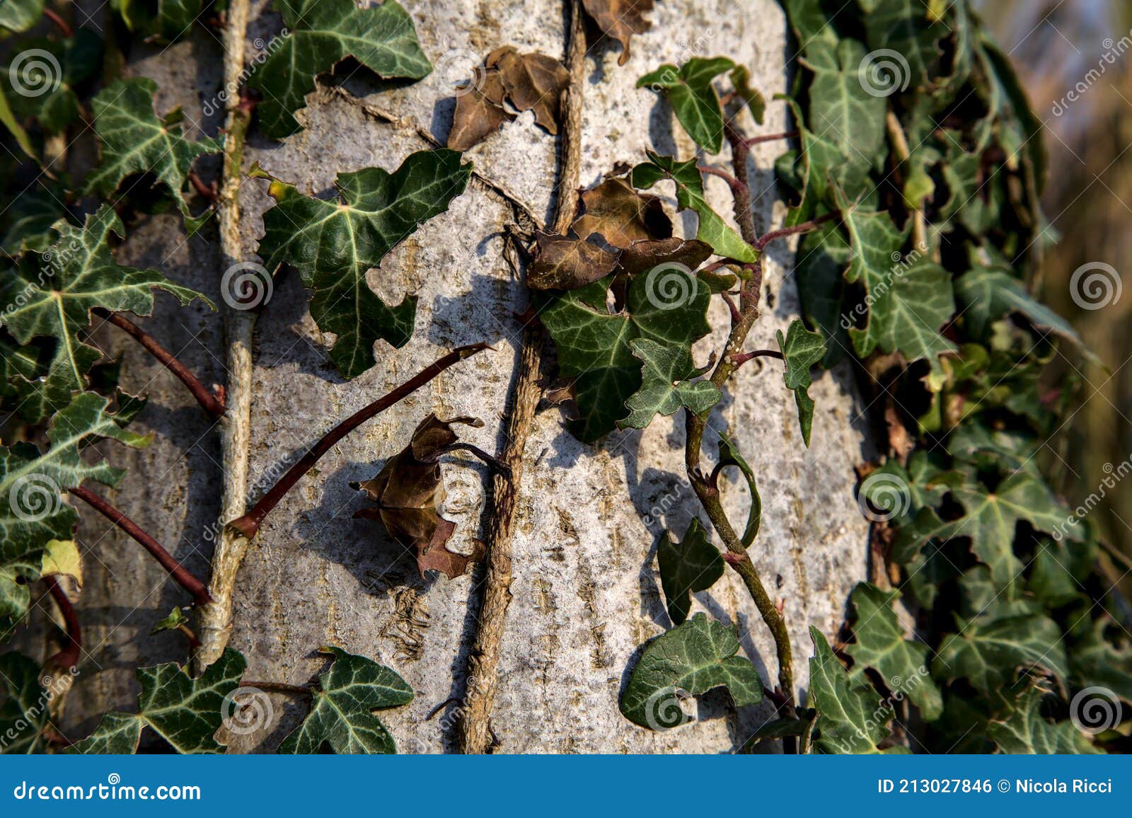 Ivy Tendrils Growing on a Birch Trunk Stock Photo - Image of concept ...