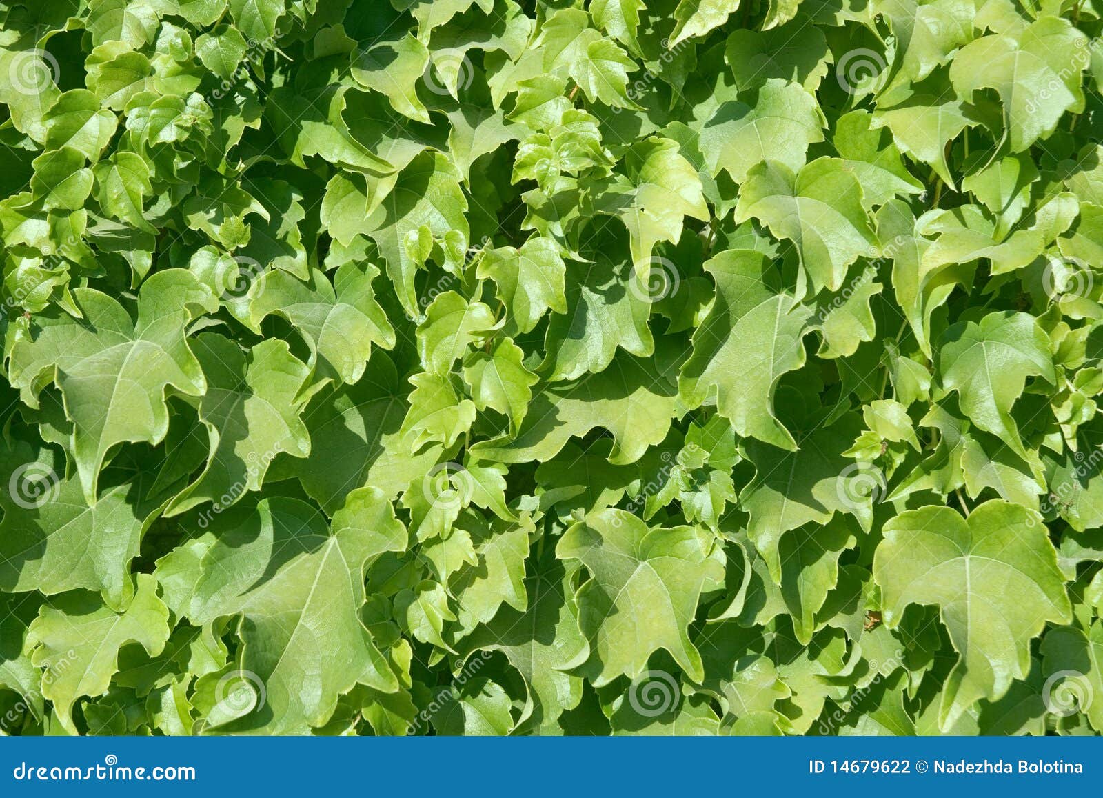 Ivy texture stock photo. Image of sunny, backdrop, lush - 14679622