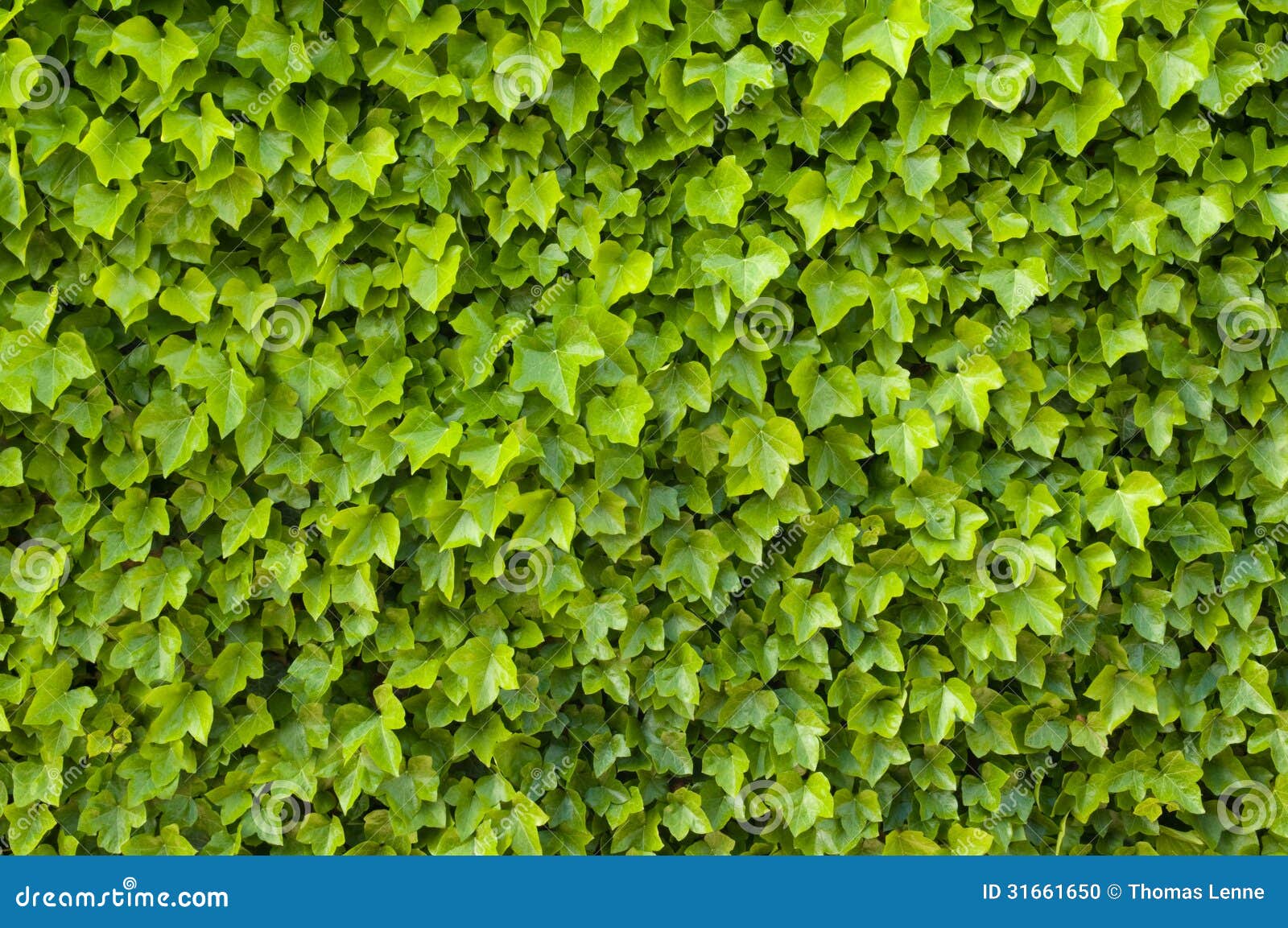 Ivy texture stock photo. Image of plant, texture, nature - 31661650