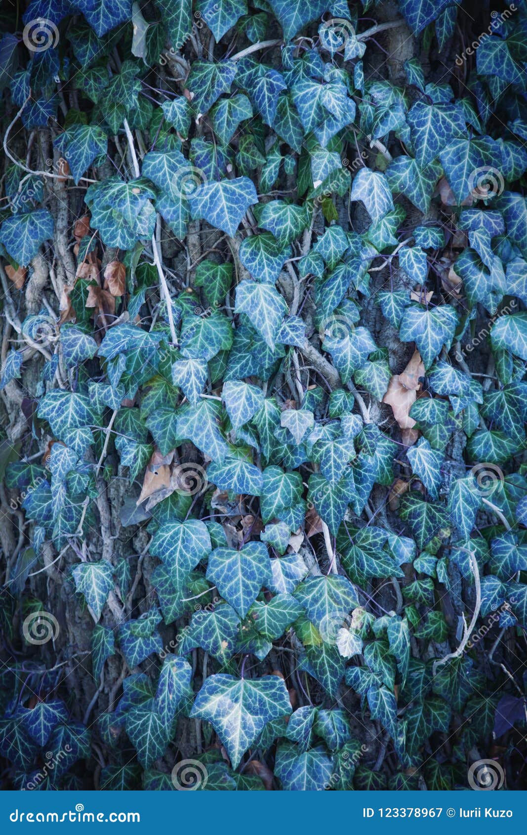 Ivy Texture, Green Leaves Background, Leaf Pattern Stock Image - Image ...