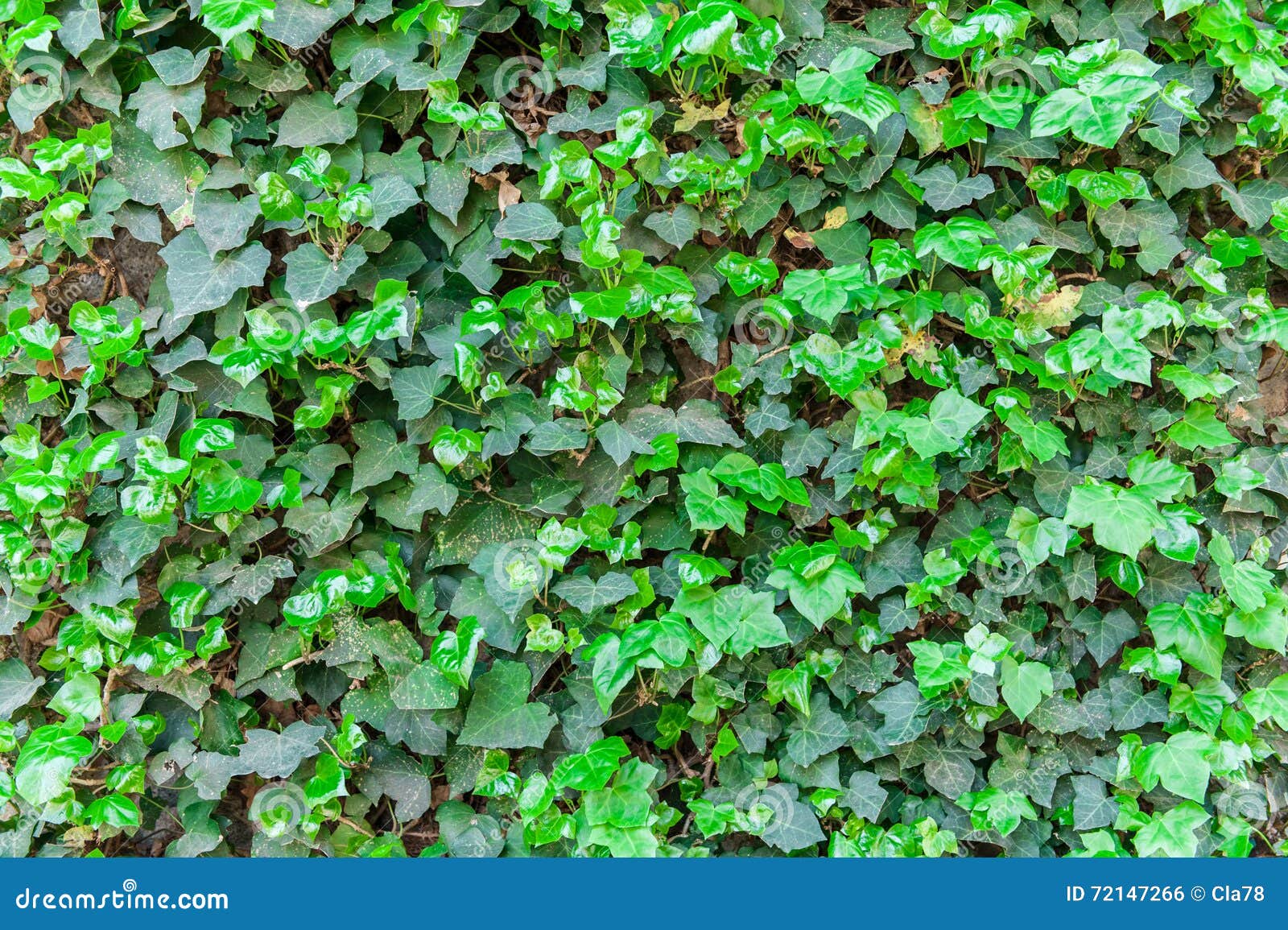 Ivy texture stock photo. Image of ecology, carpet, environment - 72147266