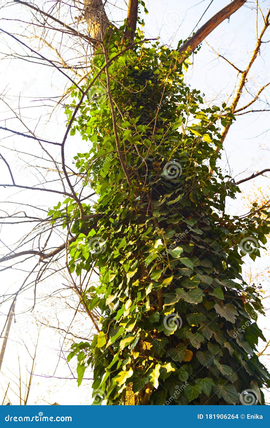 Ivy on a tree close-up stock photo. Image of fresh, beautiful - 181906264