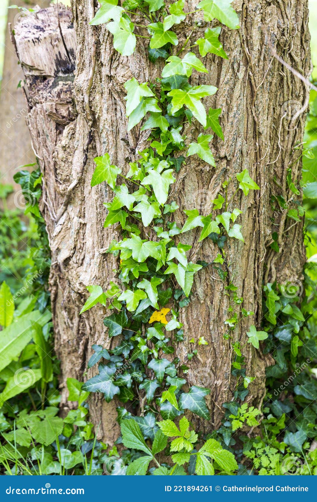 Rampant Plants Stock Photo | CartoonDealer.com #86360148