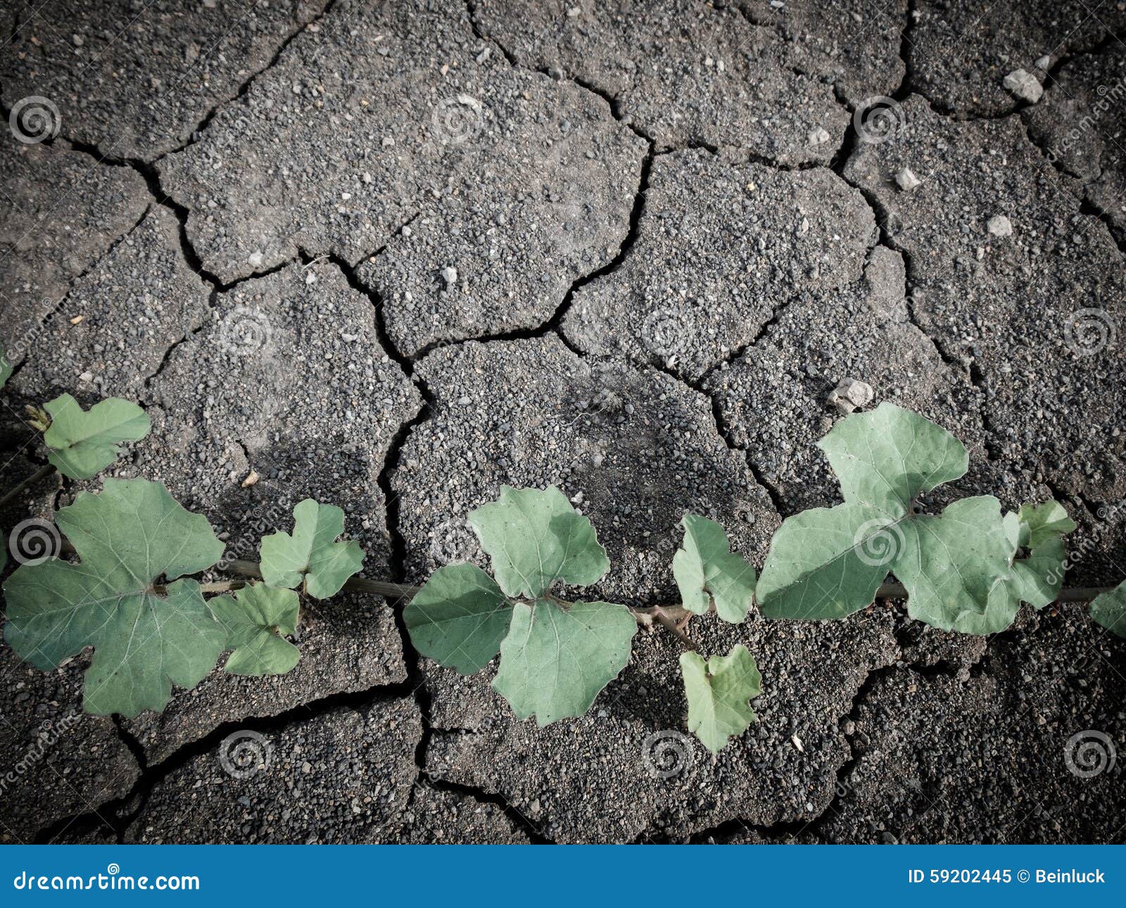 Ivy Tree on Dry and Crack Soil Background Stock Image - Image of ...