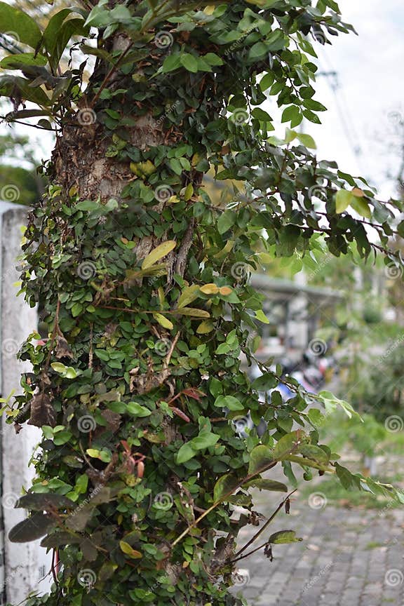 The ivy on the tree stock photo. Image of wrap, tree - 108505146