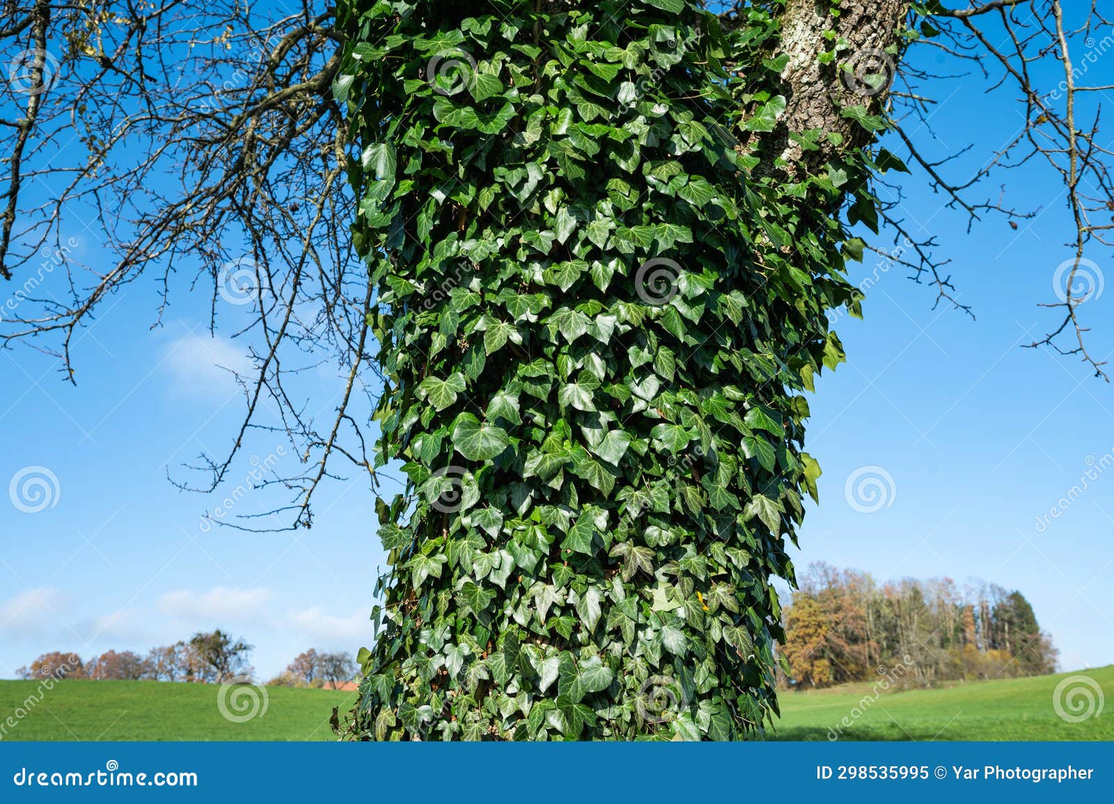 Ivy on tree stock image. Image of forest, environment - 298535995