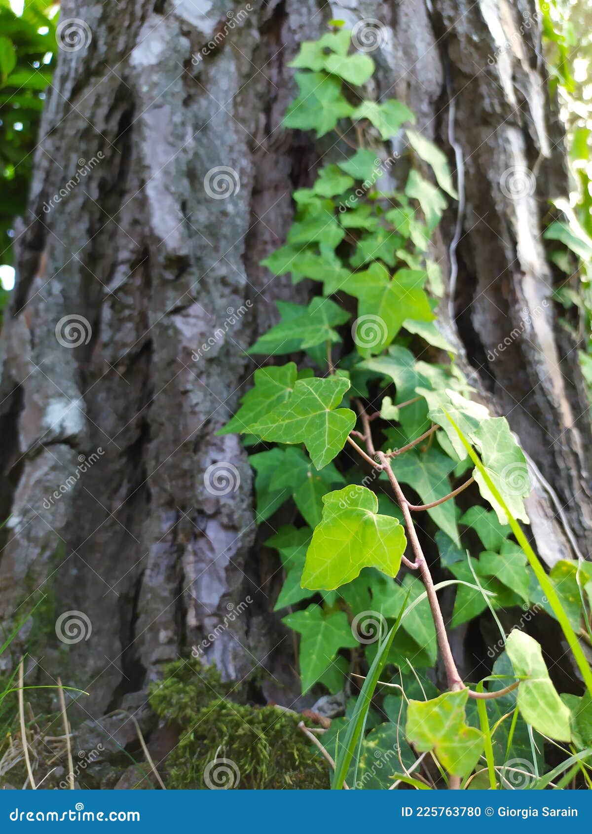 Ivy and a tree stock photo. Image of rock, jungle, trunk - 225763780
