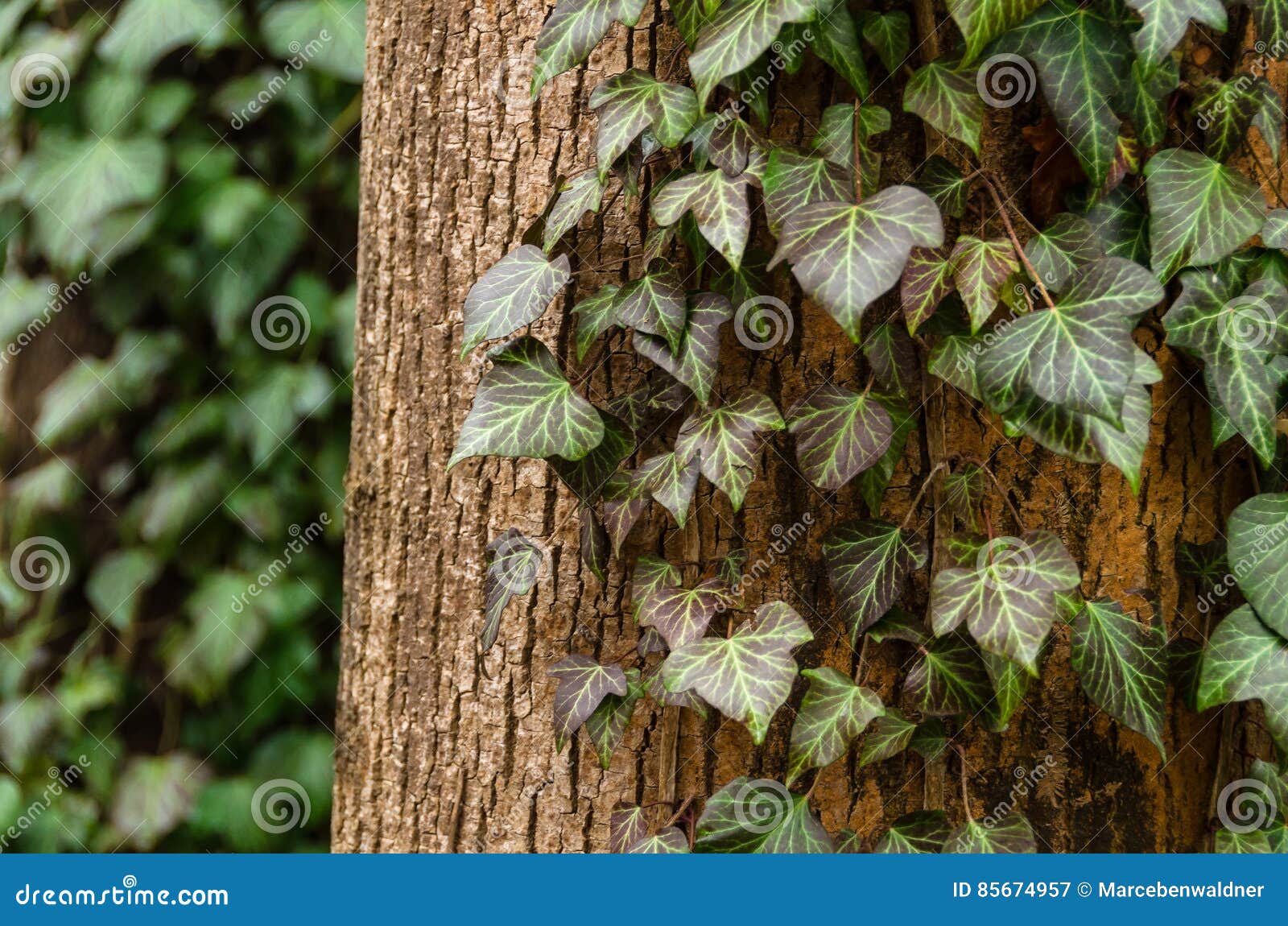 Ivy on tree stock image. Image of branch, nature, flora - 85674957