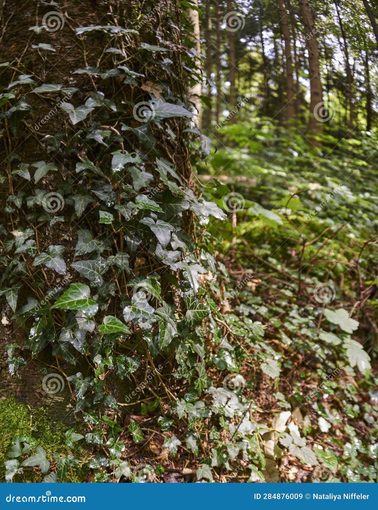 Ivy on the Tree after the Rain in Forest Stock Image - Image of ...