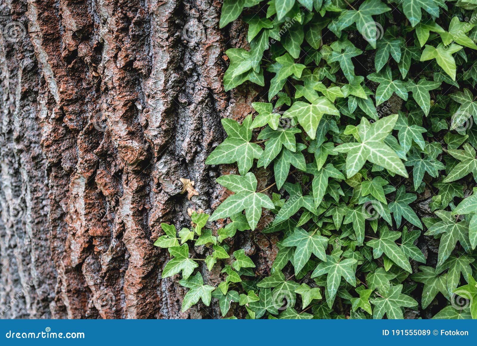 Ivy on tree stock image. Image of bark, poland, genus - 191555089