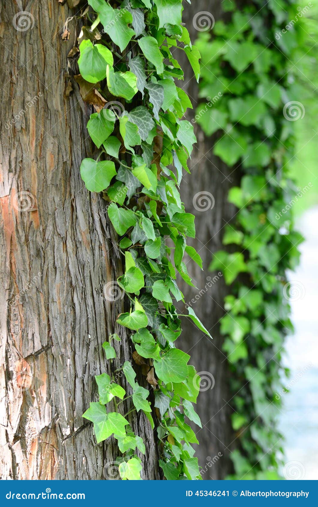 Ivy on tree stock image. Image of outdoor, garden, leaves - 45346241