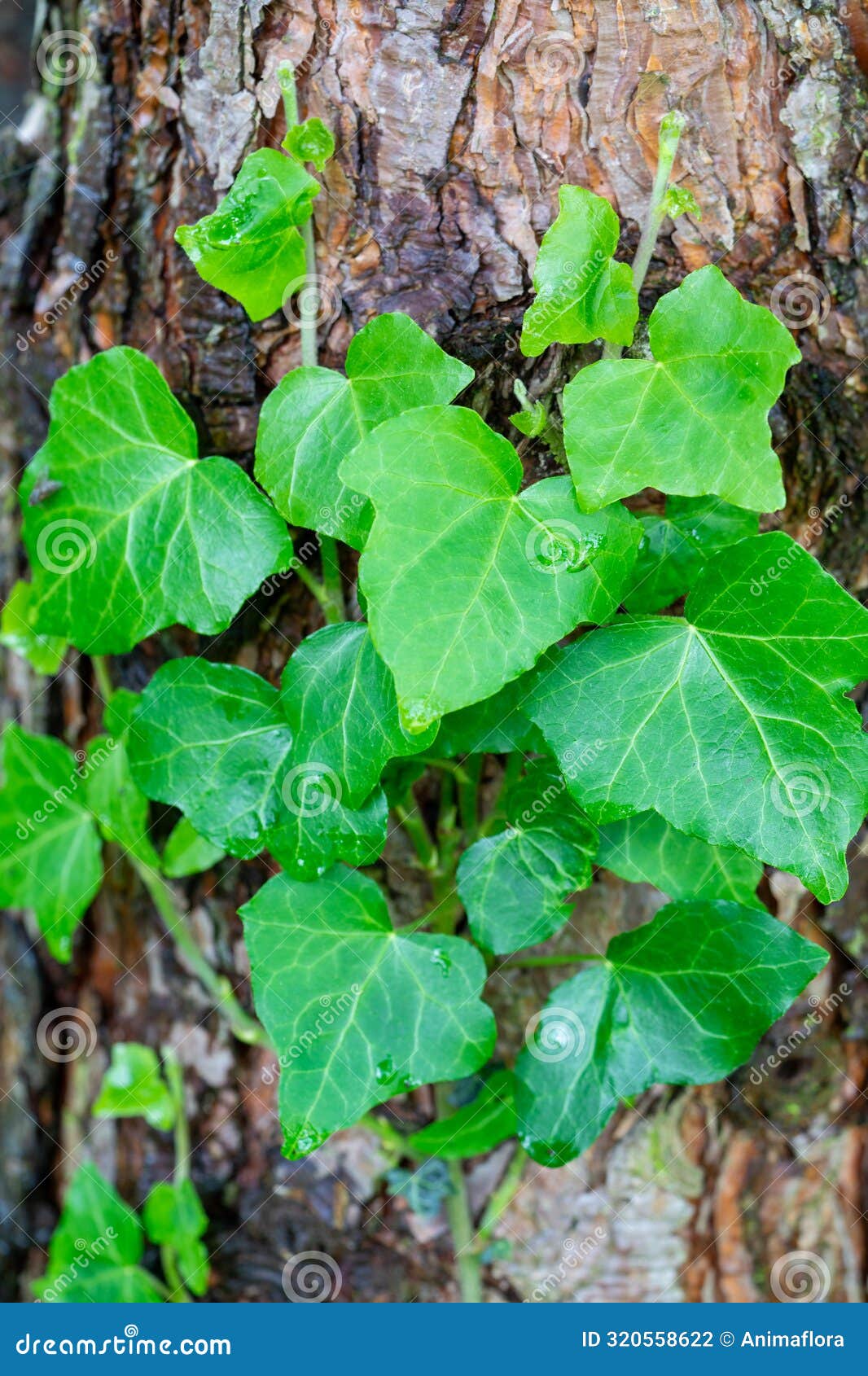 Ivy on a tree trunk stock photo. Image of plant, leaves - 320558622