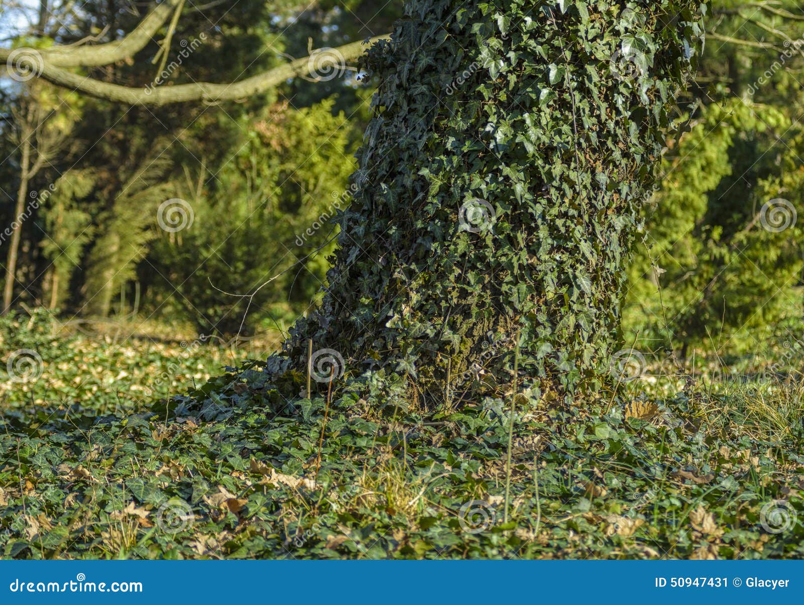 Ivy on tree trunk stock image. Image of flora, plants - 50947431
