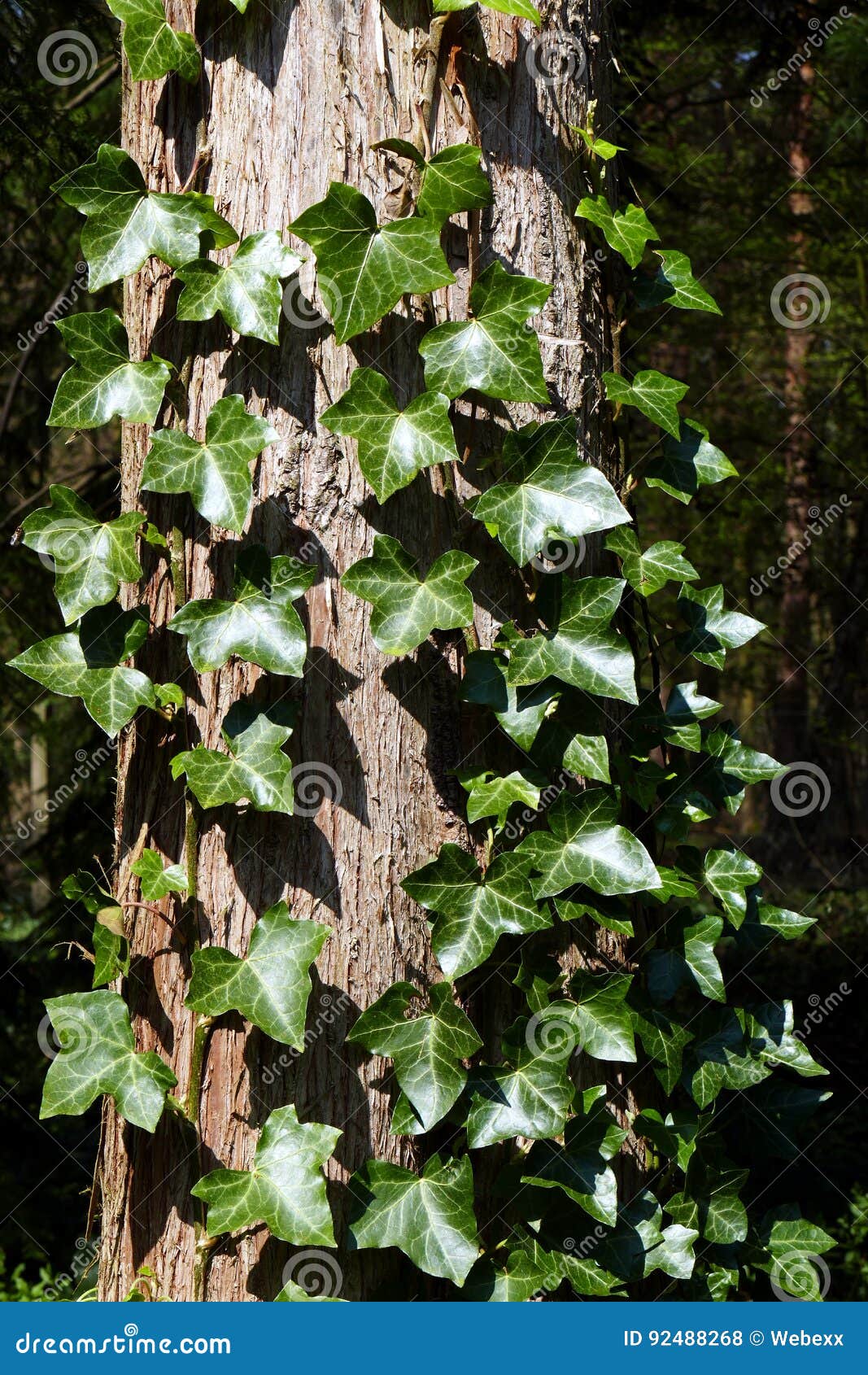 Ivy on the tree trunk stock photo. Image of forest, anchoring - 92488268