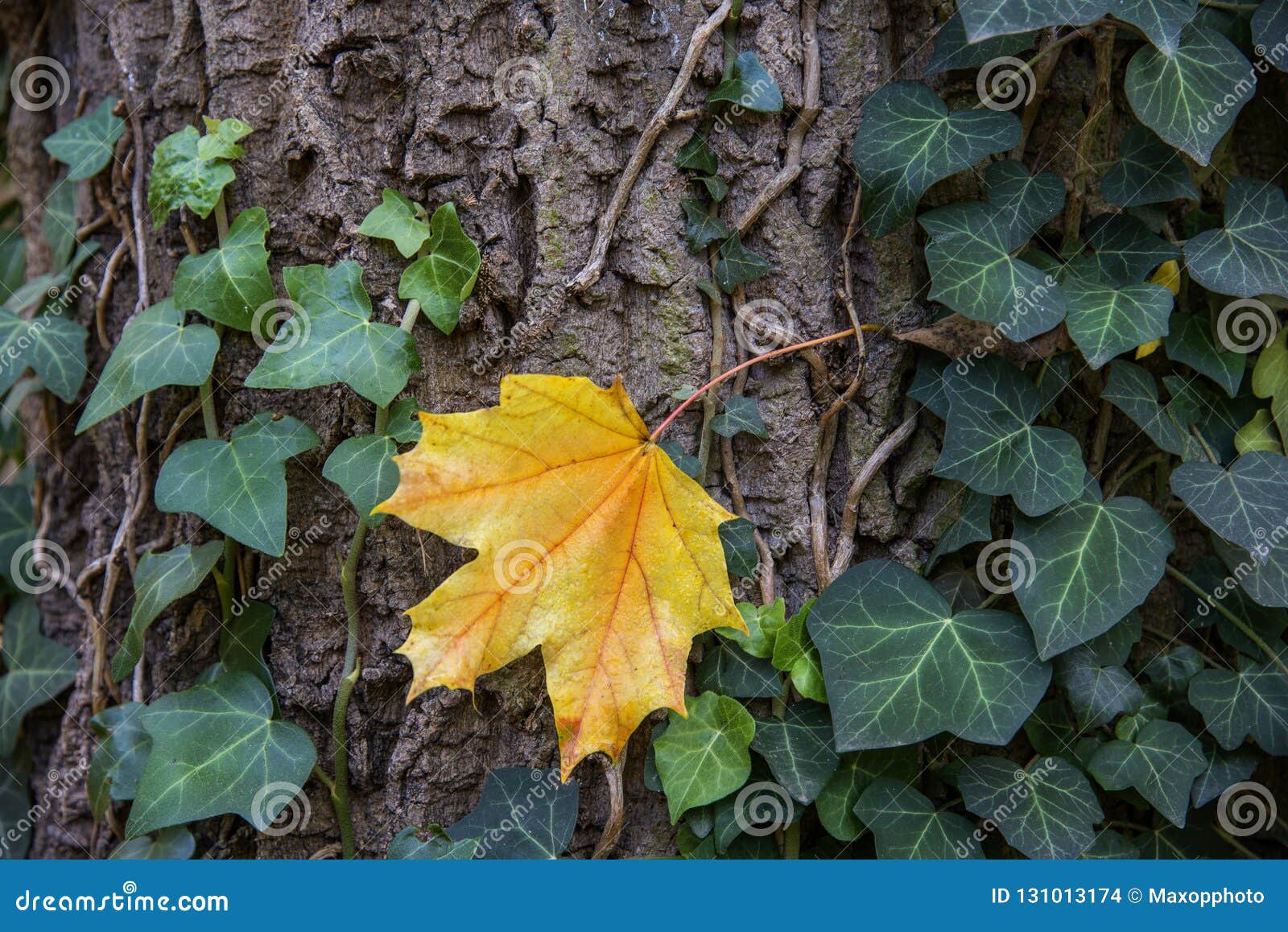 Ivy on the Tree Trunk with Yellow Leaf in Autumn. the Fall Concept ...