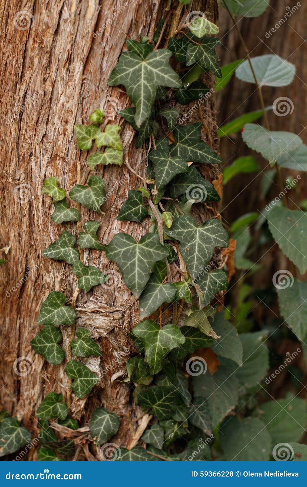 Ivy on tree stock photo. Image of autumn, vine, nature - 59366228