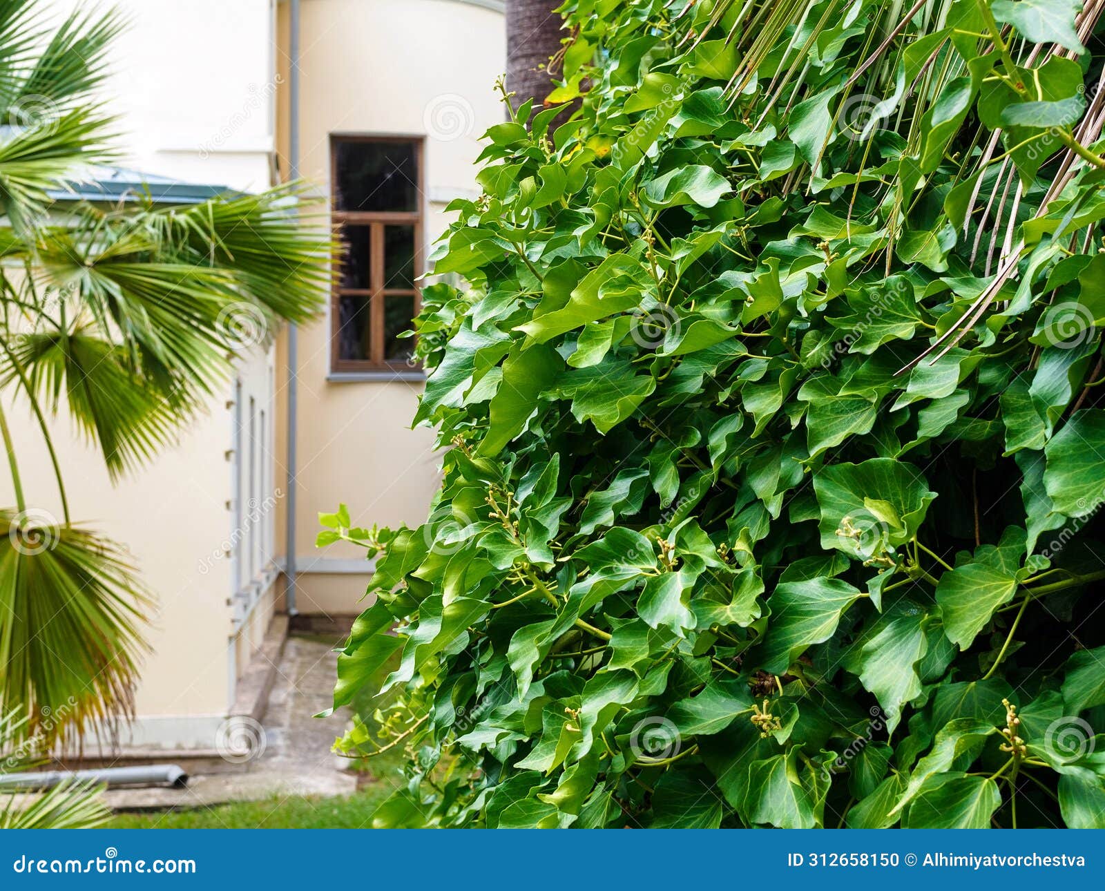 Ivy on the Trunk of a Palm Tree in an Arboretum in Subtropical Climate ...