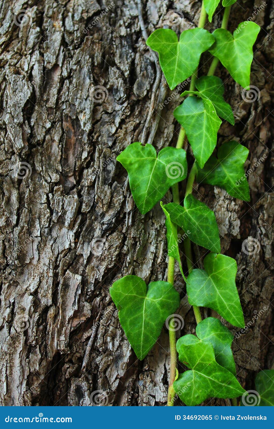 Ivy on trunk stock image. Image of forest, summer, creeper - 34692065