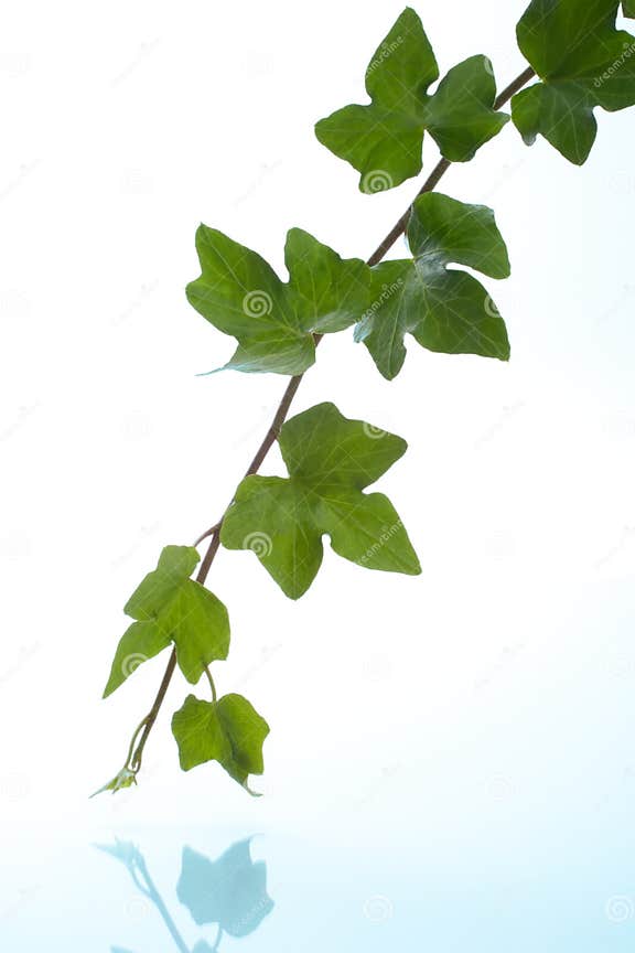 Ivy twig stock photo. Image of reflection, herbal, growth - 3137574