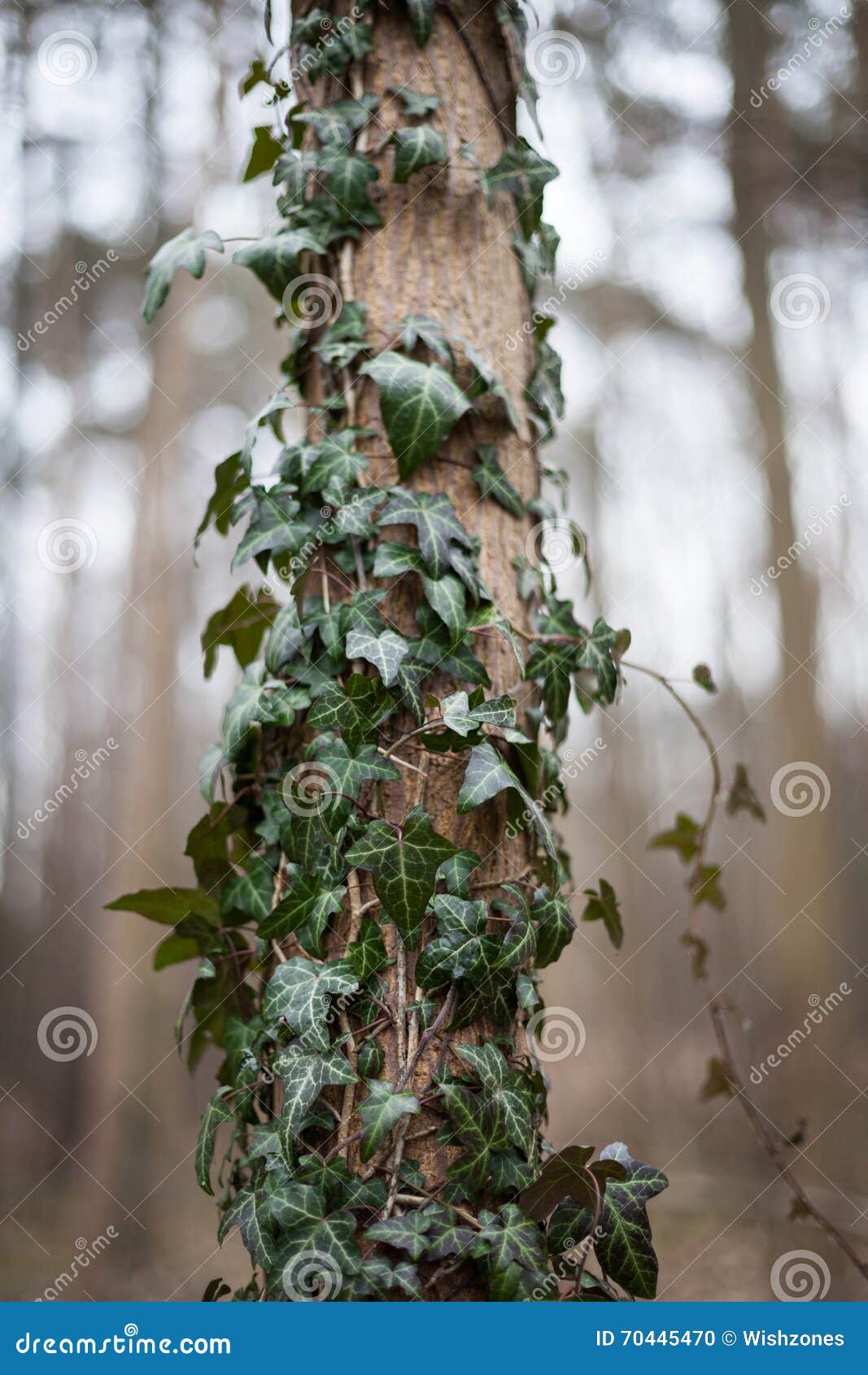 Ivy twining around a tree stock photo. Image of helix - 70445470
