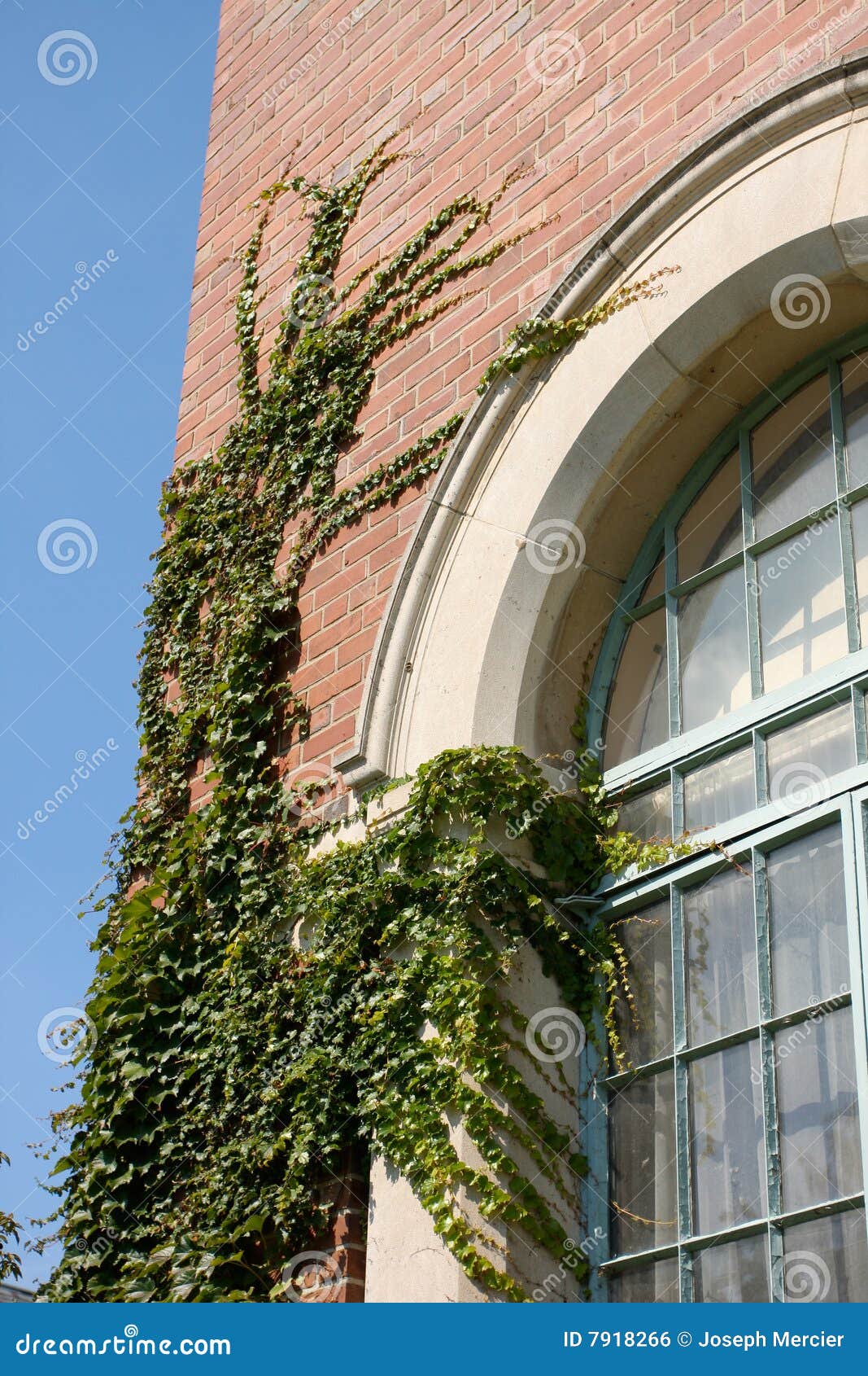 Ivy on University Building stock photo. Image of sorority - 7918266