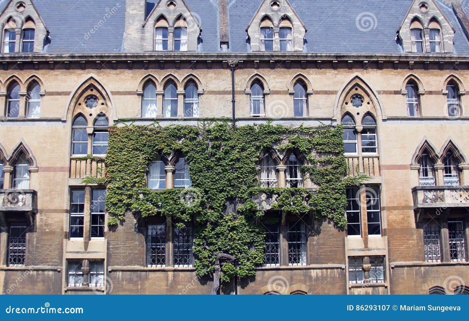 Ivy on a University Building Stock Image - Image of education, building ...
