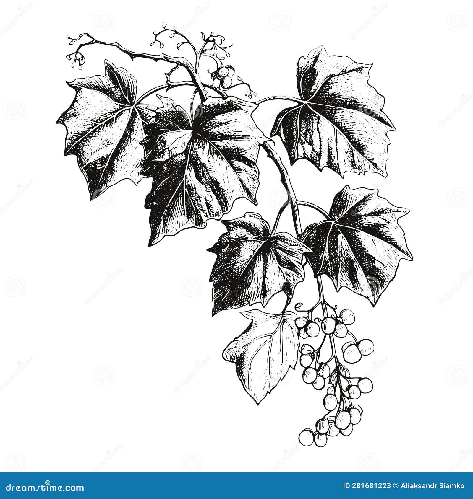 Ivy Vector Drawing. Isolated Hand Drawn, Engraved Style Illustration ...
