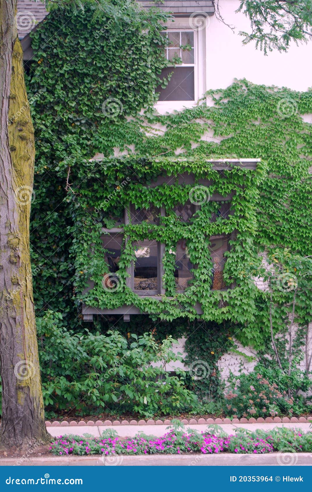 Ivy vine windows and wall stock photo. Image of landscape - 20353964