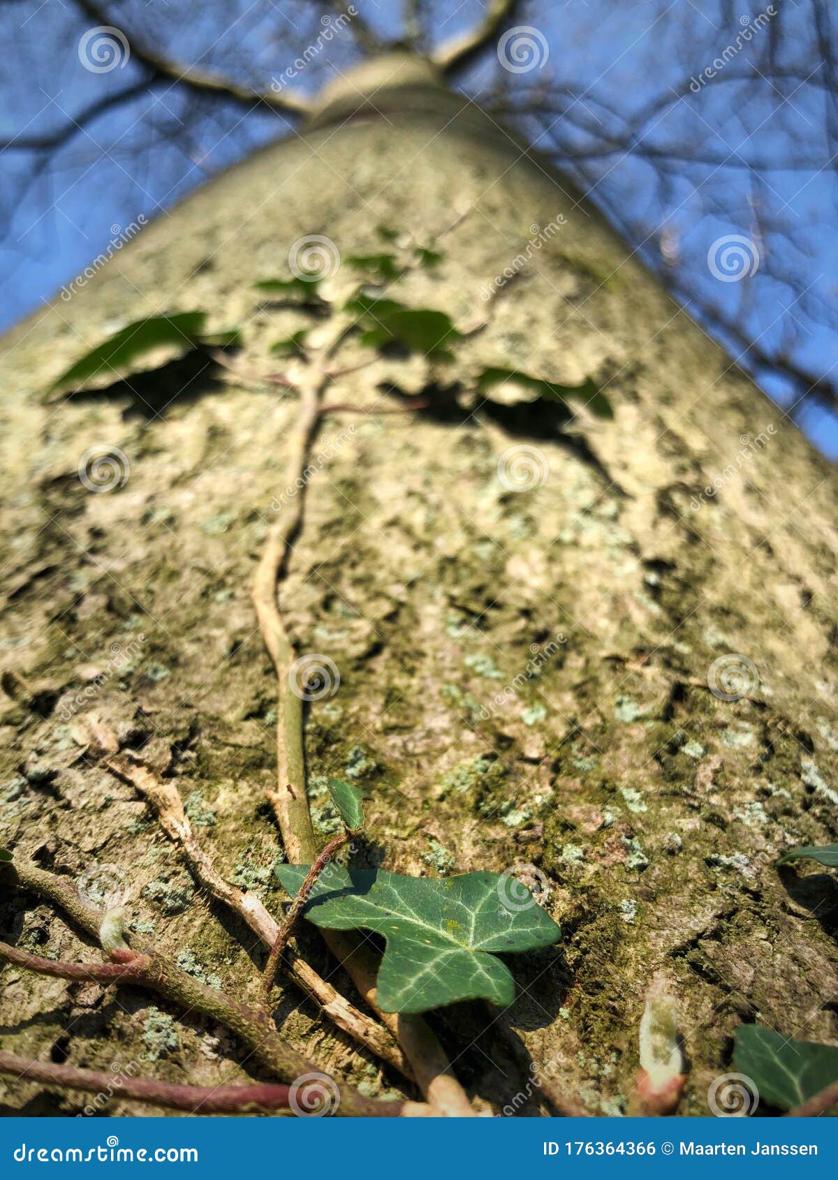 Poison ivy stock photo. Image of bark, climbing, leaf - 176364366