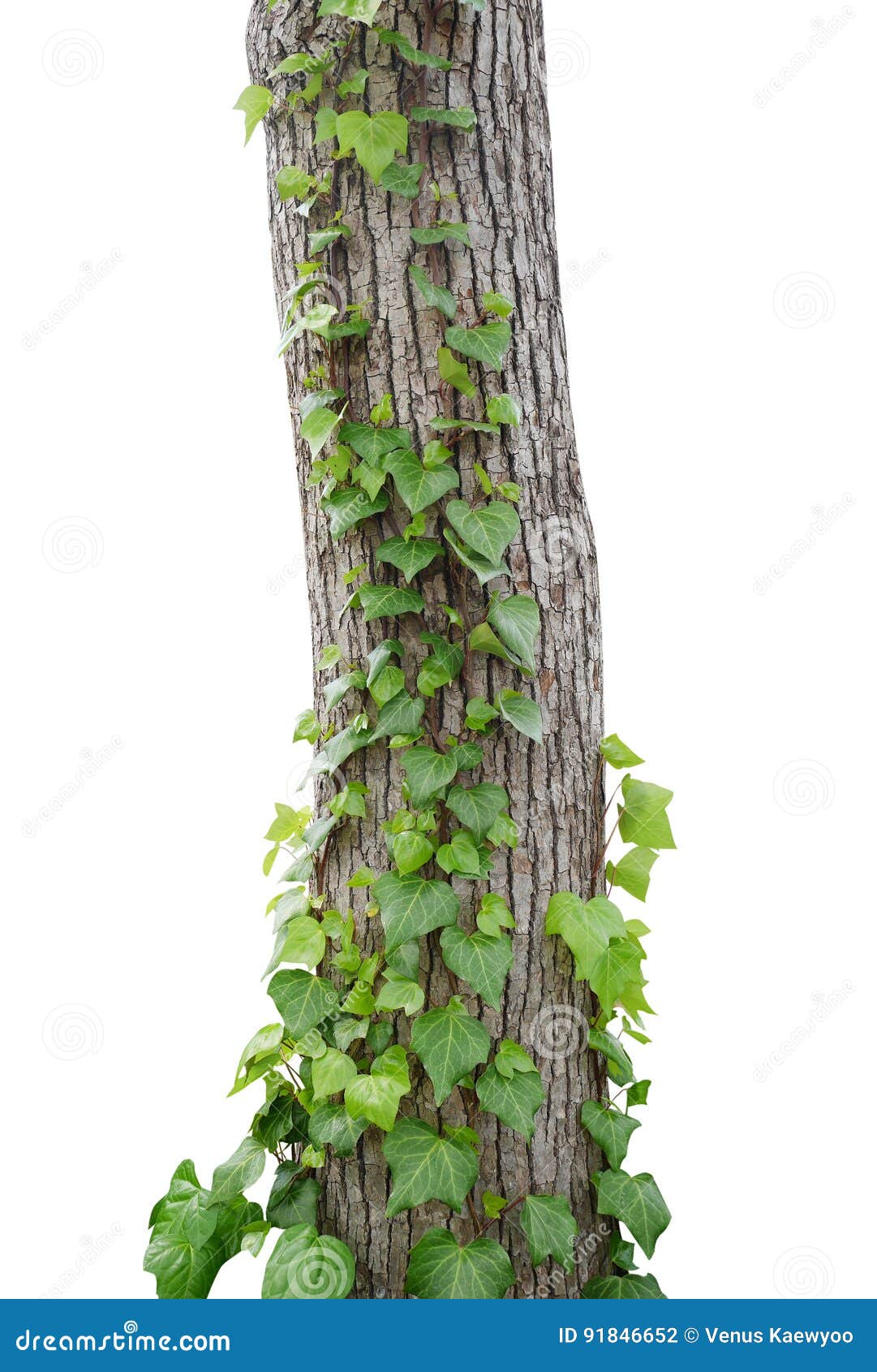 Ivy Vines Climbing Tree Trunk Isolated on White Background, Clip Stock ...