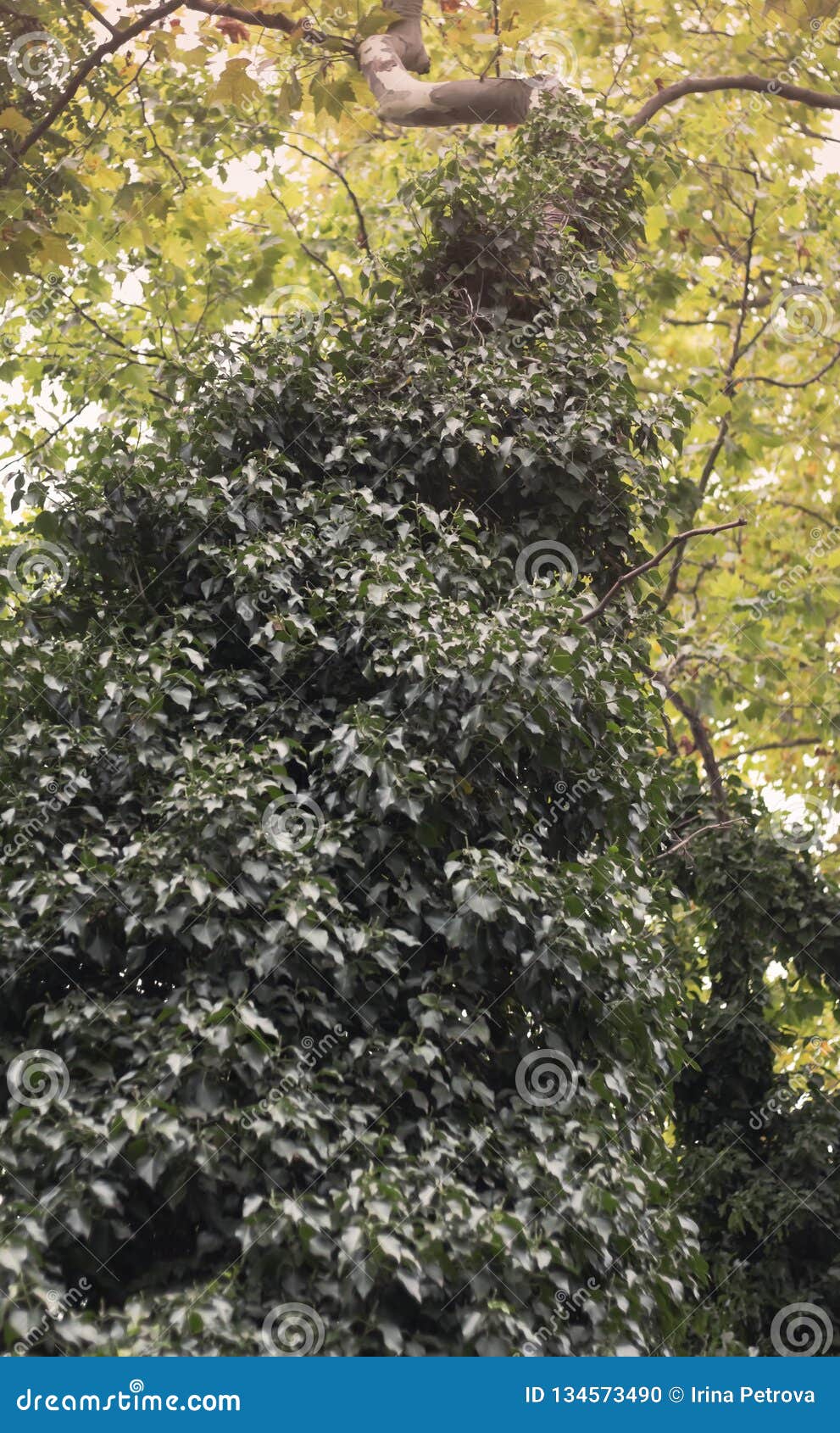 Ivy and Vines Grow on the Tree Stock Photo - Image of lush, beauty ...