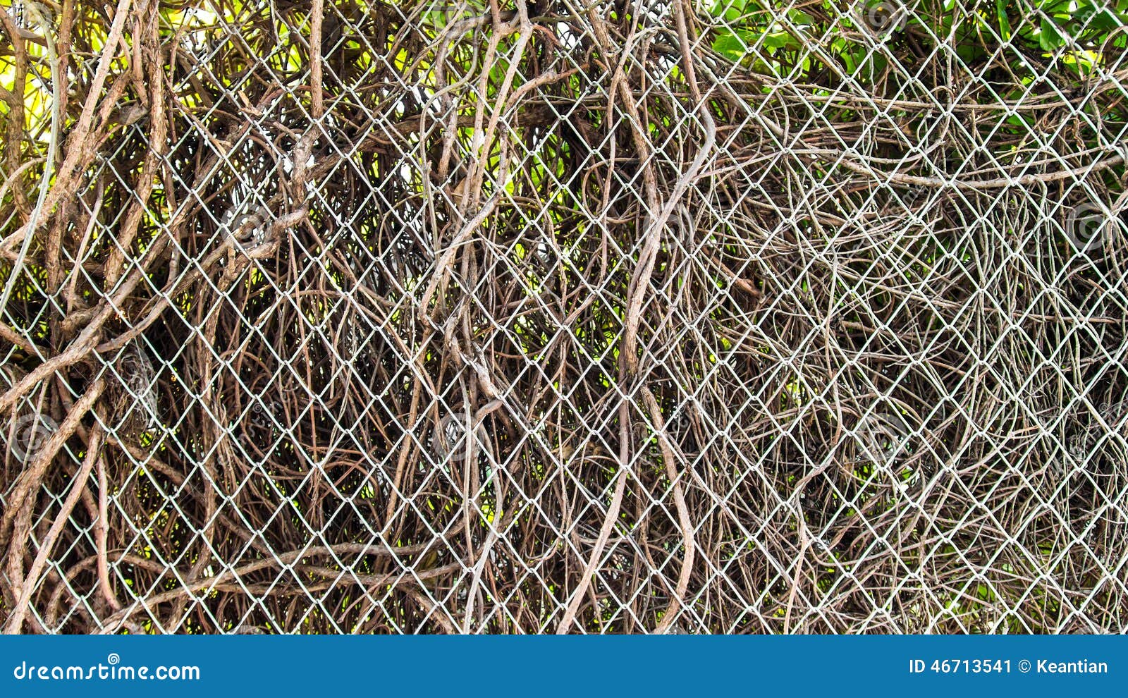 Ivy vines intertwined stock image. Image of intertwined - 46713541